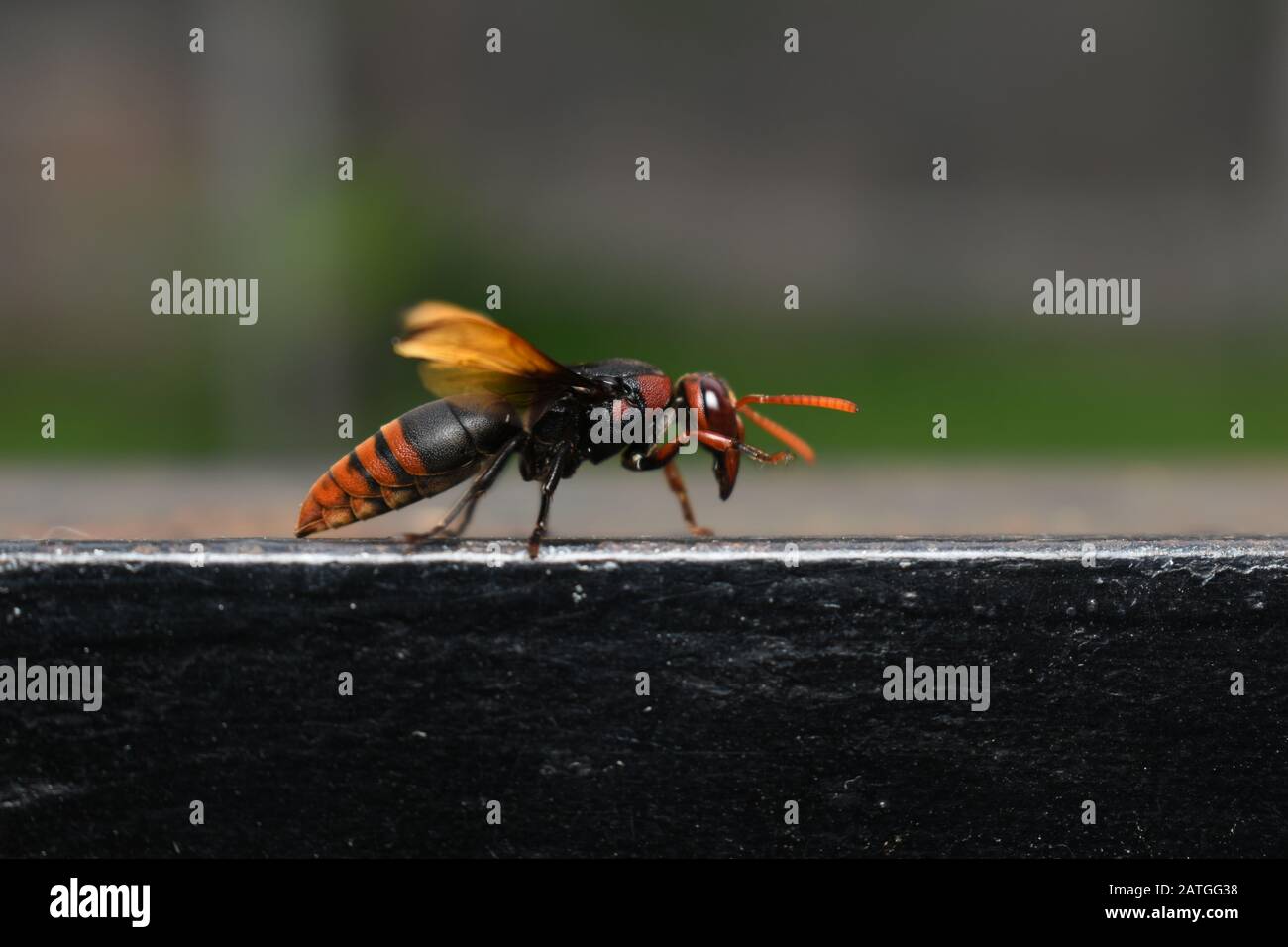 Hornets attack bees hi-res stock photography and images - Alamy