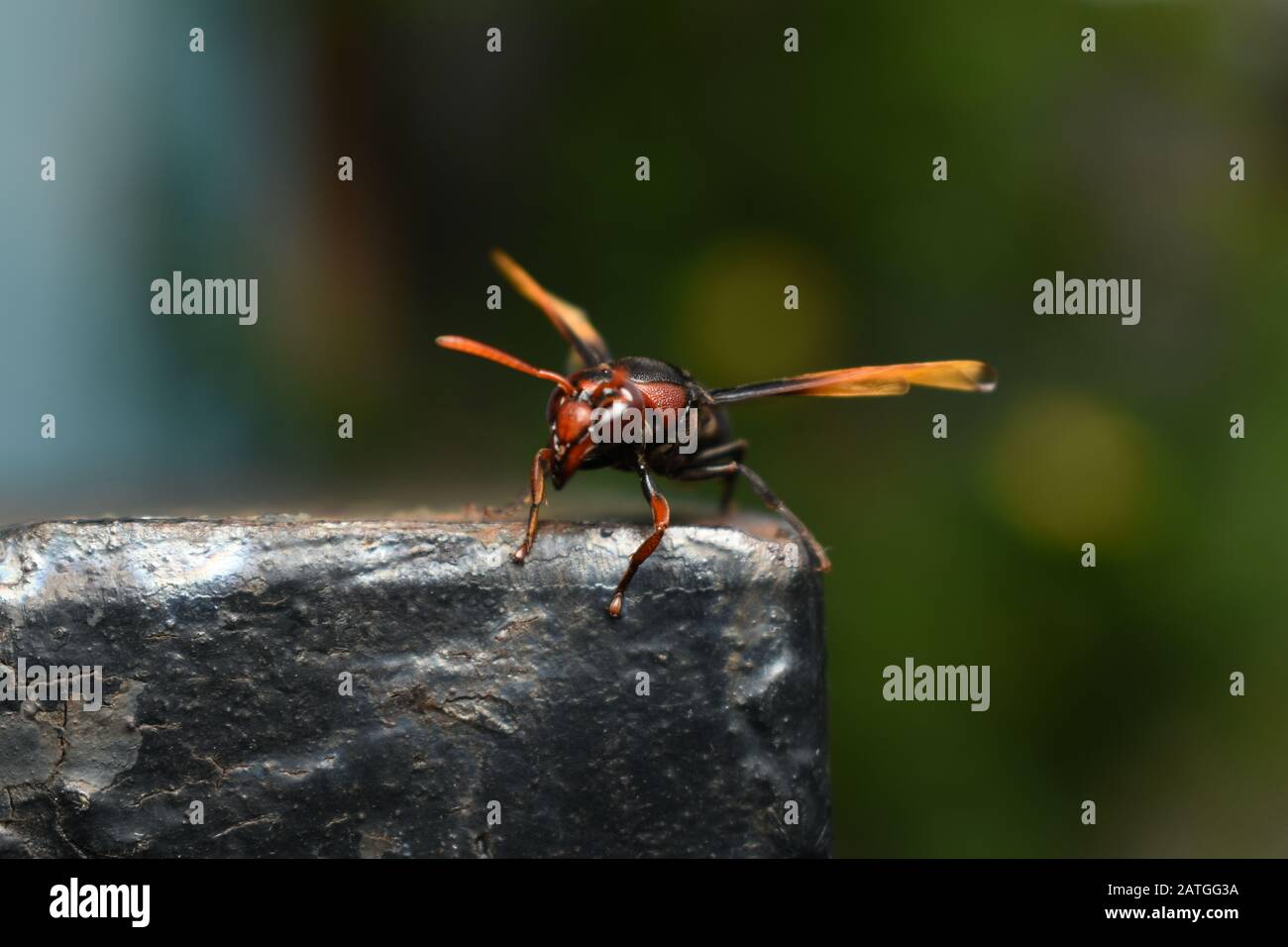 Hornet guard hi-res stock photography and images - Alamy