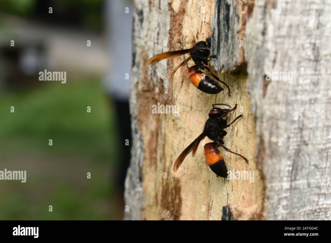 Two lesser banded hornet (Vespa affinis) together chewing wooden log to ...