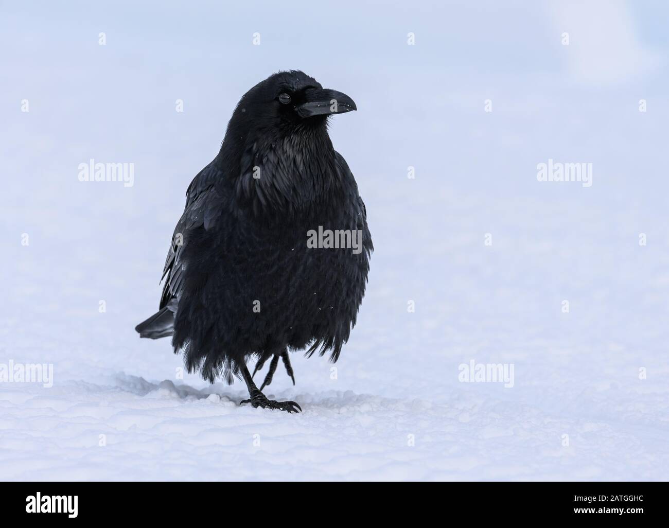 Raven snow hi-res stock photography and images - Alamy