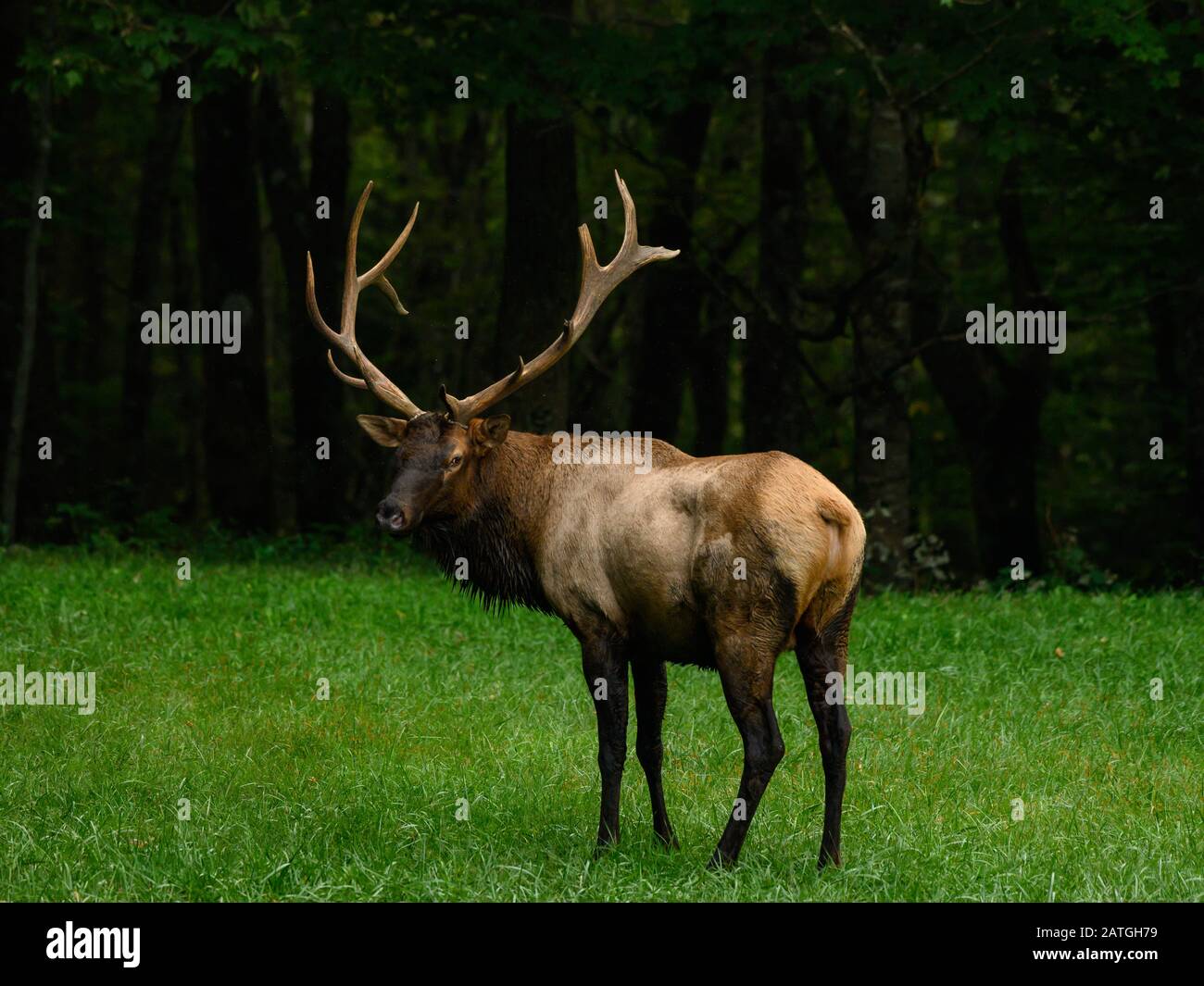 Bull Elk Looks Back At Camera in open field Stock Photo - Alamy