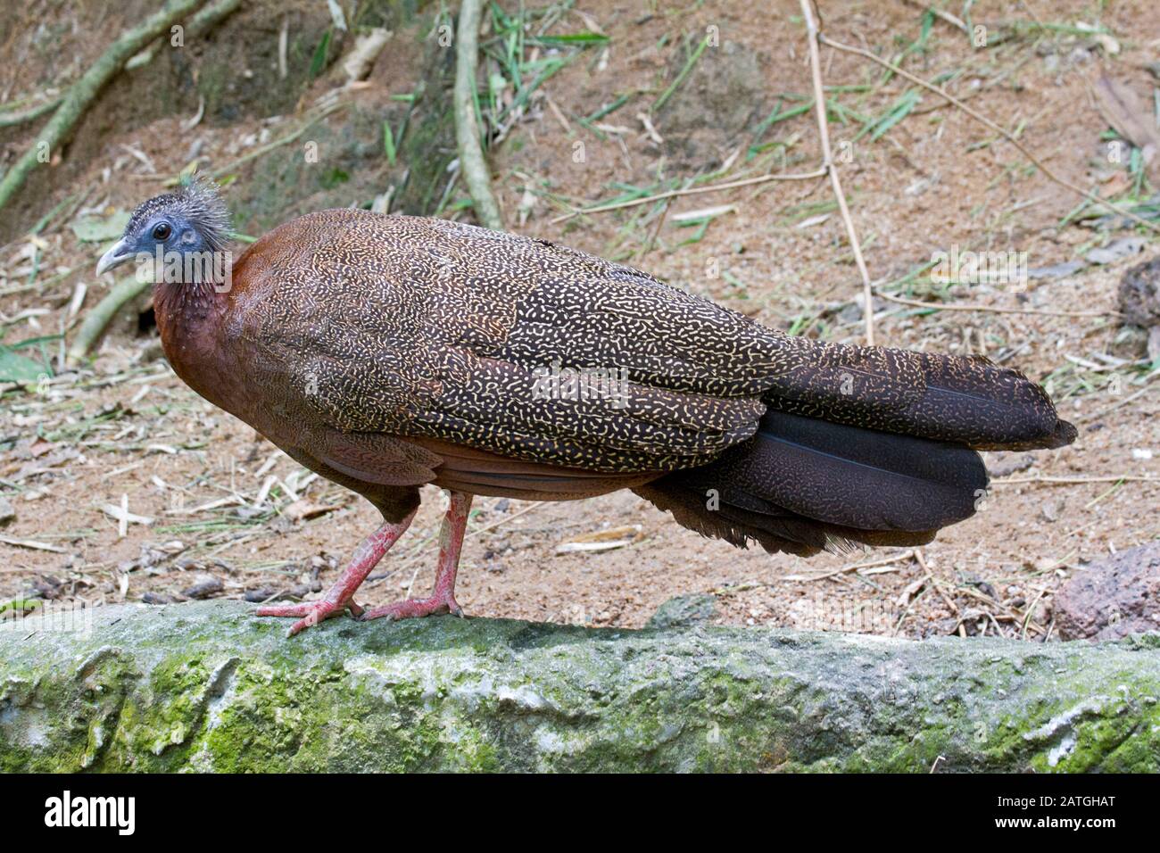 A female Great Argus (Argusianus argus) walking in the forest in ...