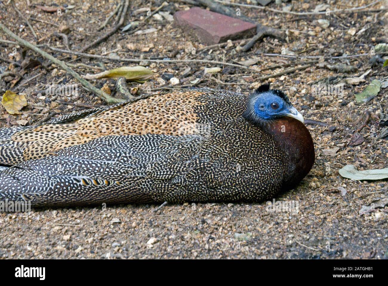 Great Argus Pheasant High Resolution Stock Photography and Images - Alamy