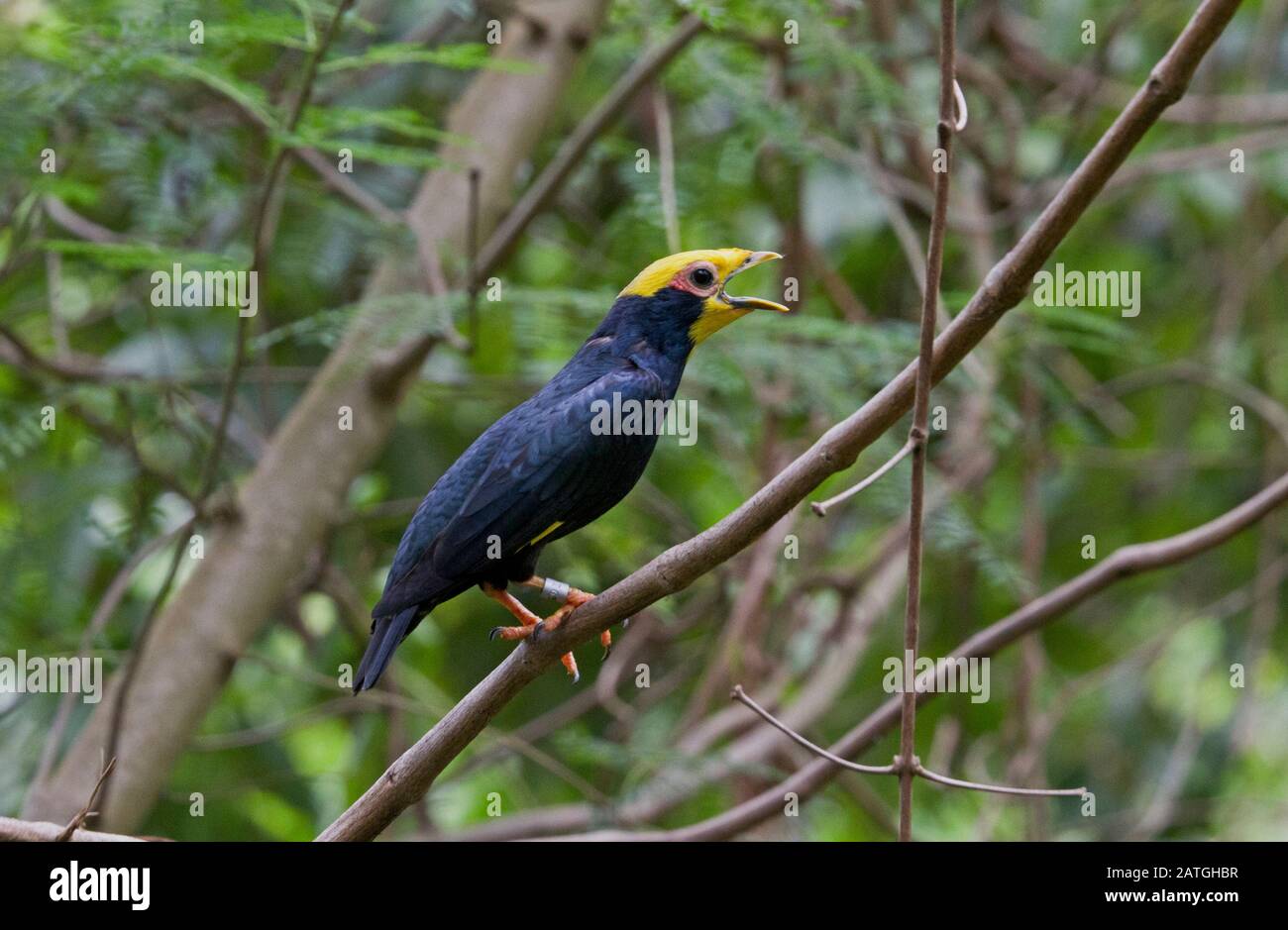 A male Golden-crested Mynah (Ampeliceps coronatus) in the forest in ...