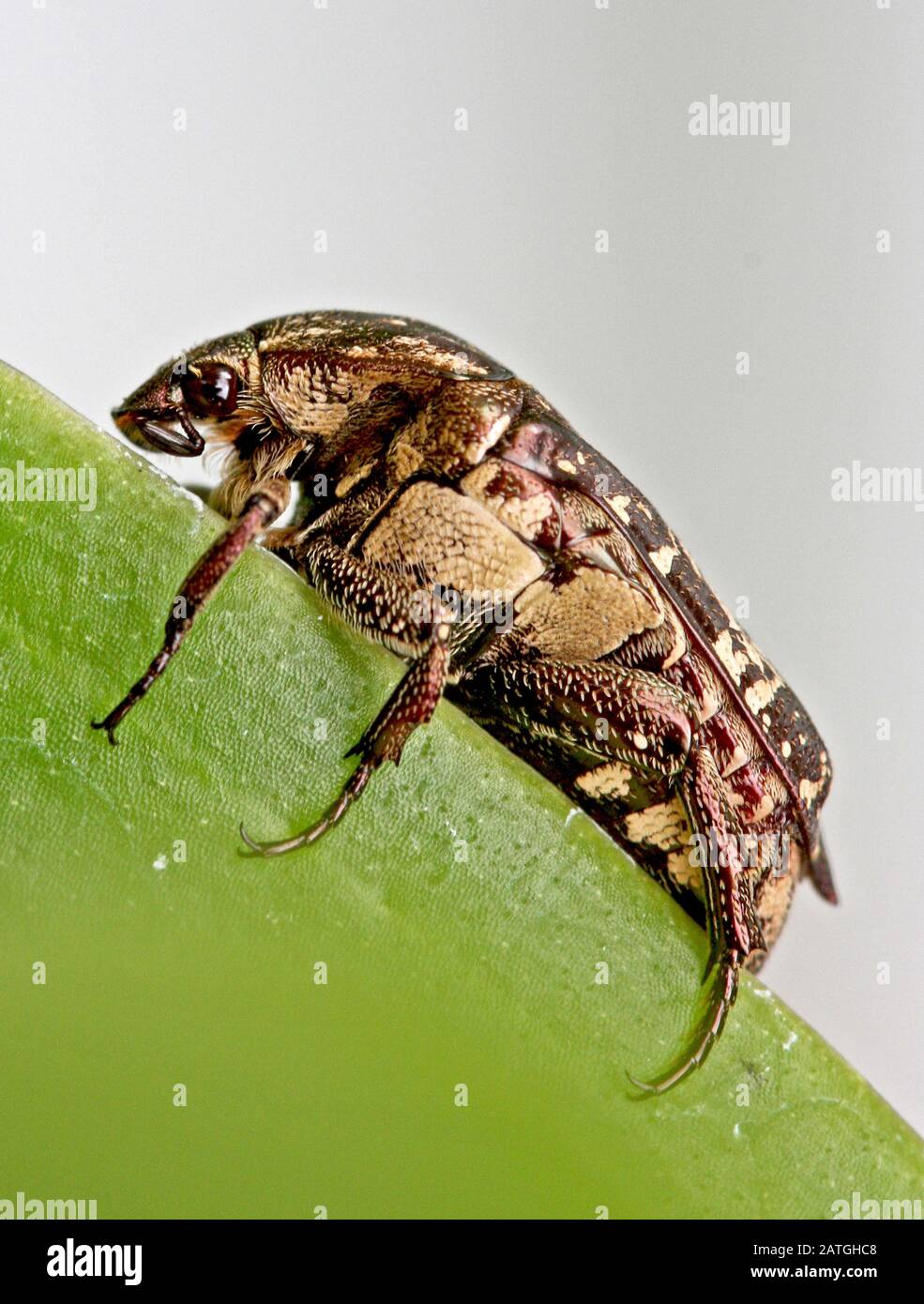 Mango flower beetle hi-res stock photography and images - Alamy