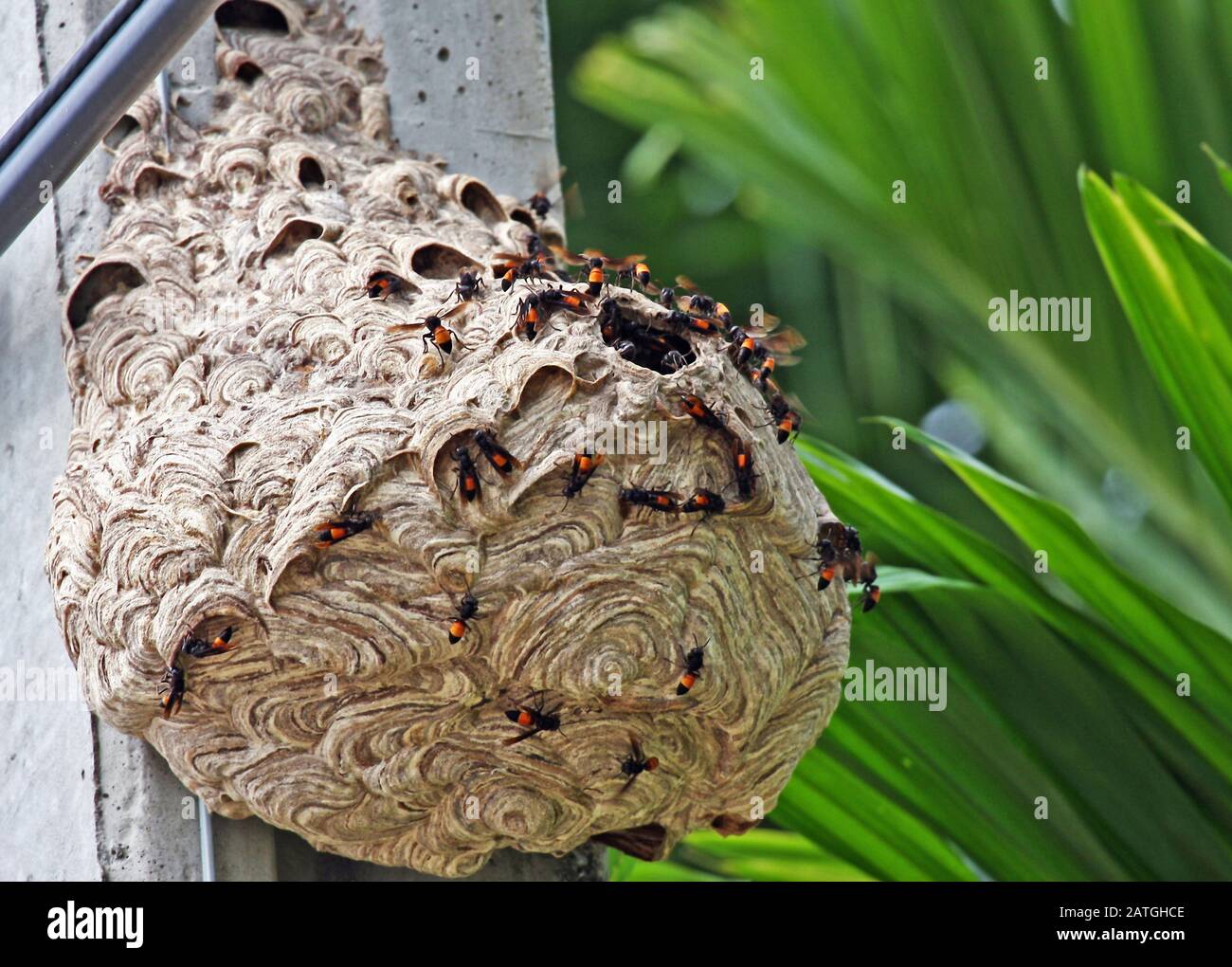 A Lesser Banded Hornets nest (Vespa affinis) on a concrete post in the ...