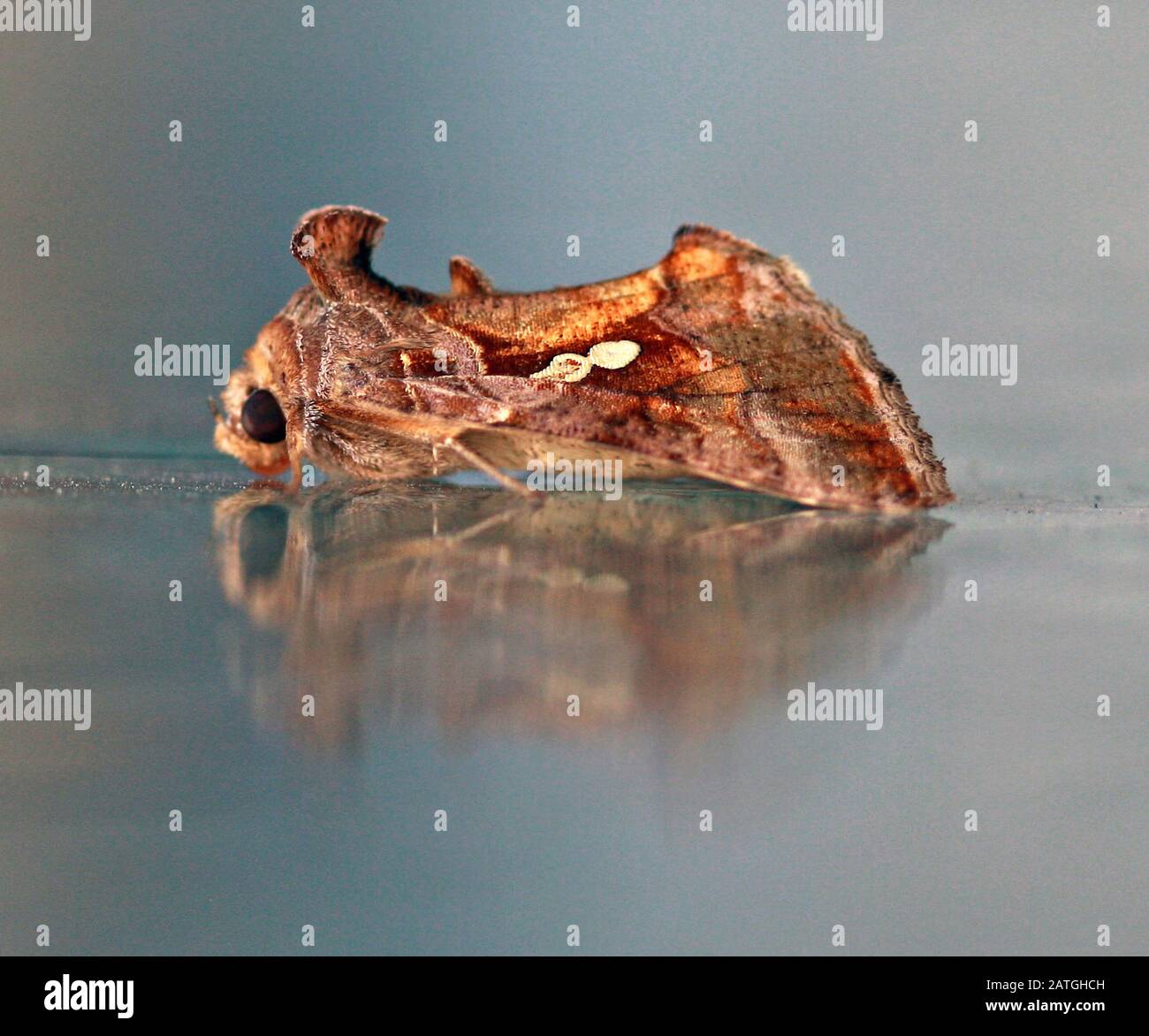 Close-up of adult Noctuid moth at rest (probably Chrysodeixis eriosoma ...
