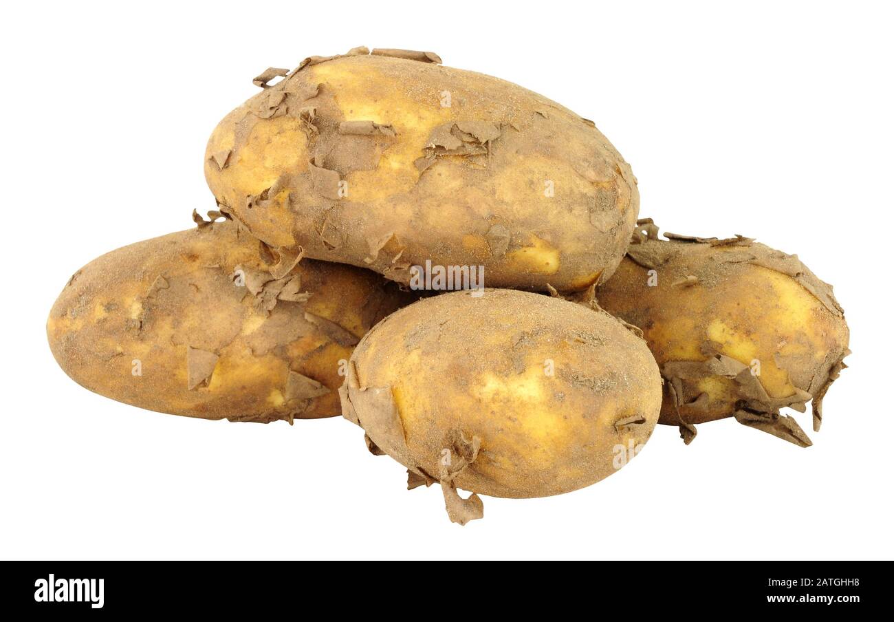 Group of dirty unwashed new potatoes isolated on a white background ...