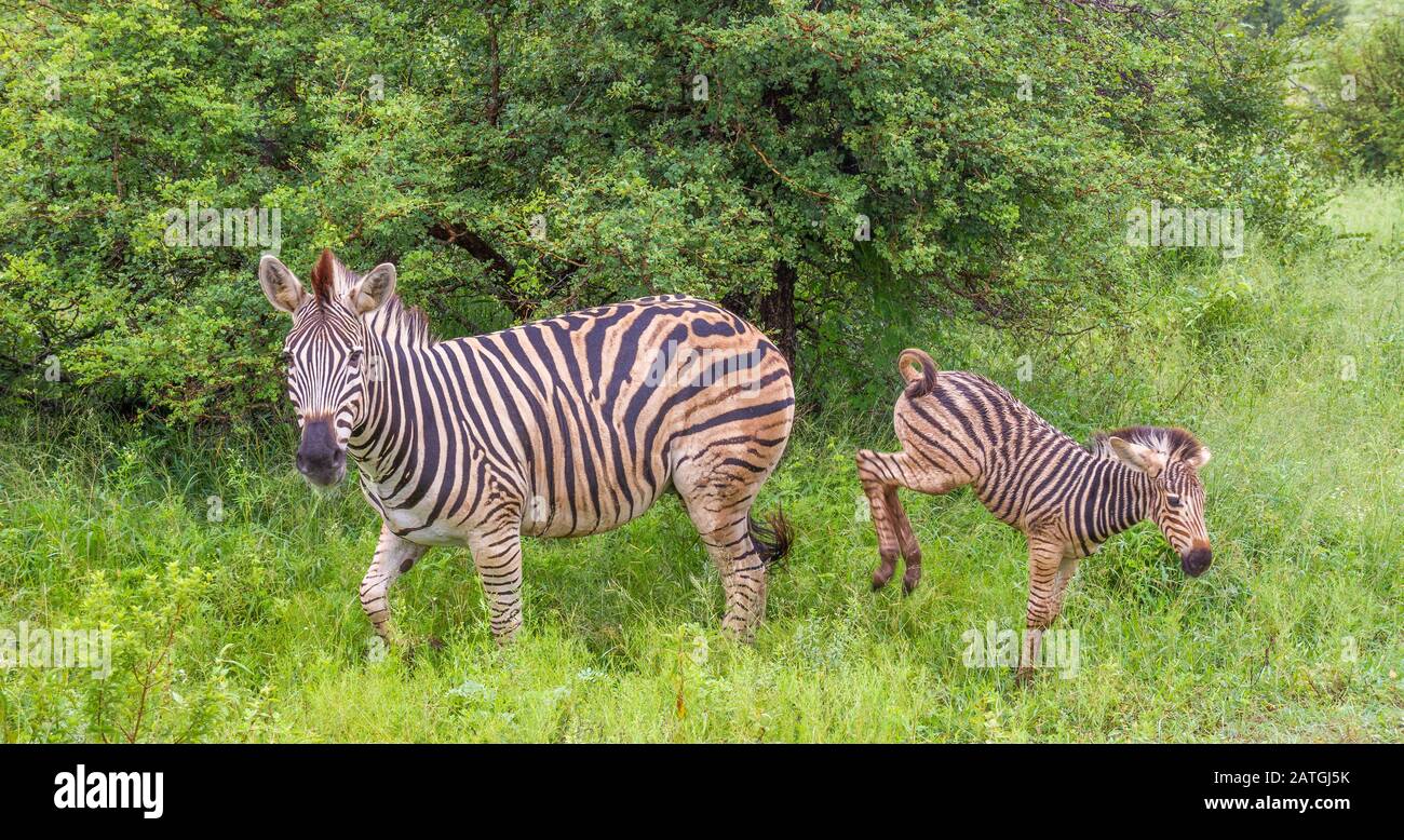 A female zebra and her playful foal isolated in the Kruger National ...