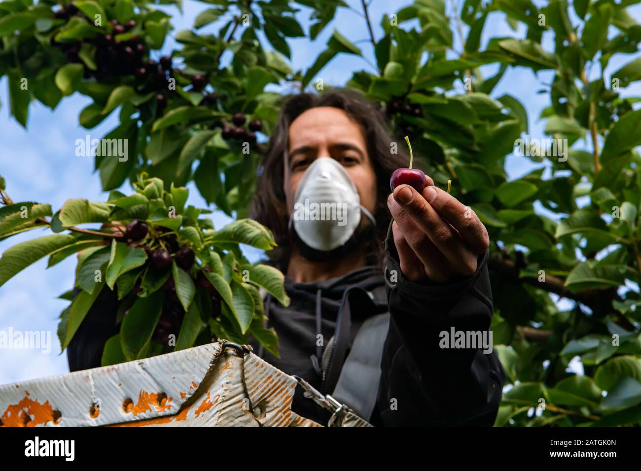 Low angle view of professional cherry-picker at work with a mask ...