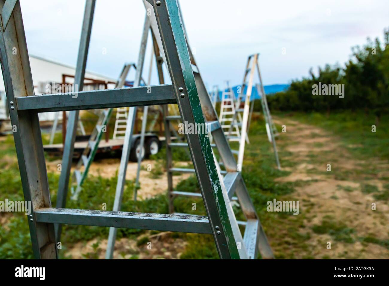 Step ladder picking fruit hi-res stock photography and images - Alamy