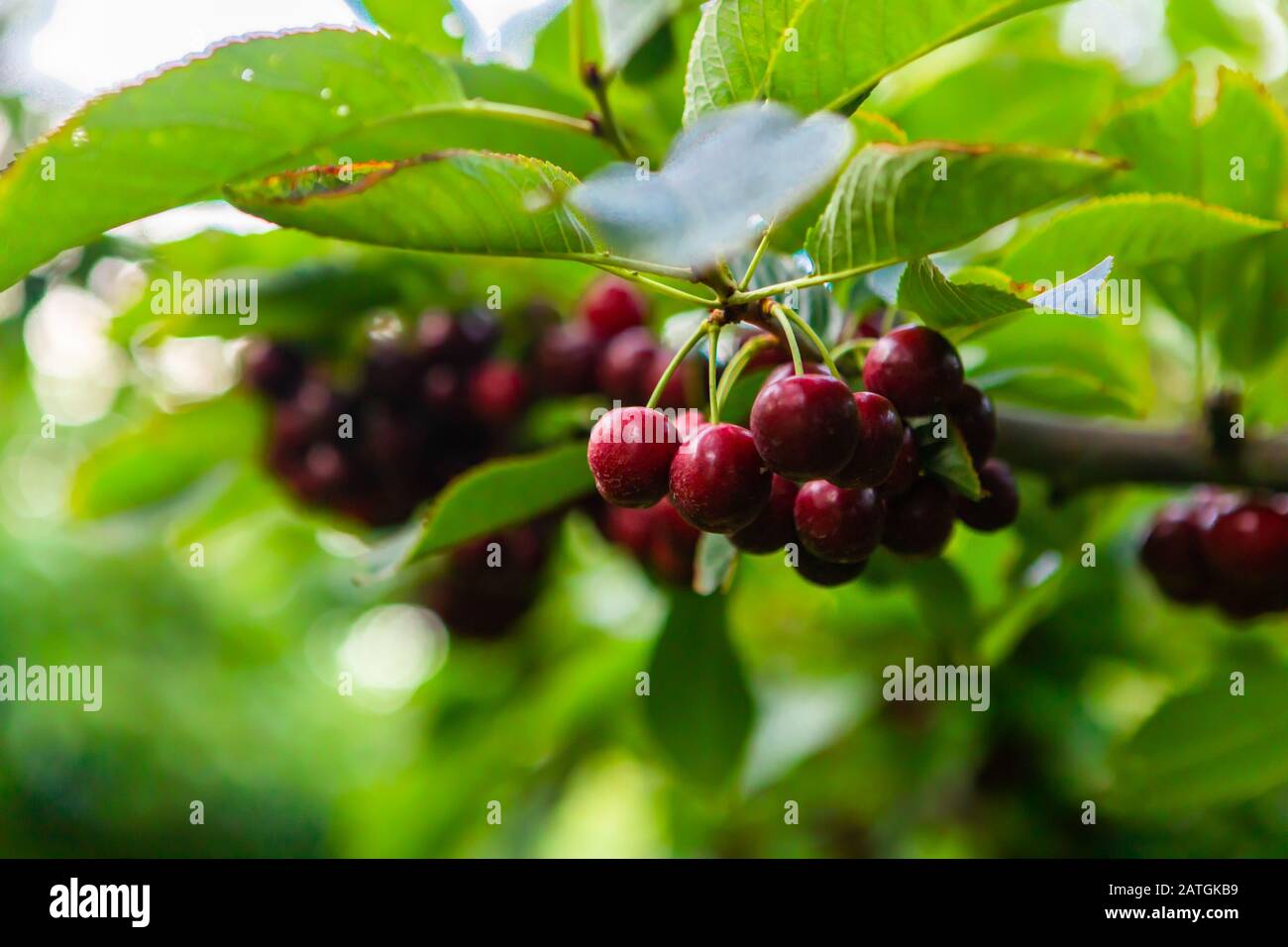 Lapins cherry fruit tree hi-res stock photography and images - Alamy