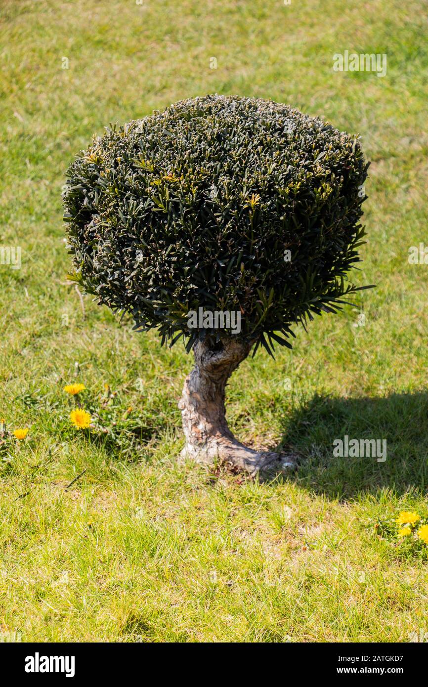 Very young small oak tree in pine forest in summer hi-res stock ...