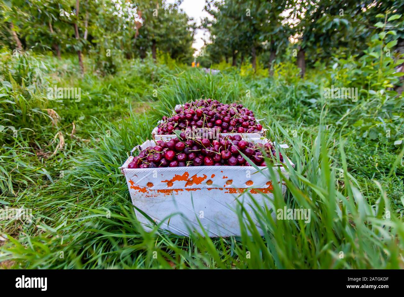 Boxes of freshly picked lapins cherries. Industrial cherry orchard ...