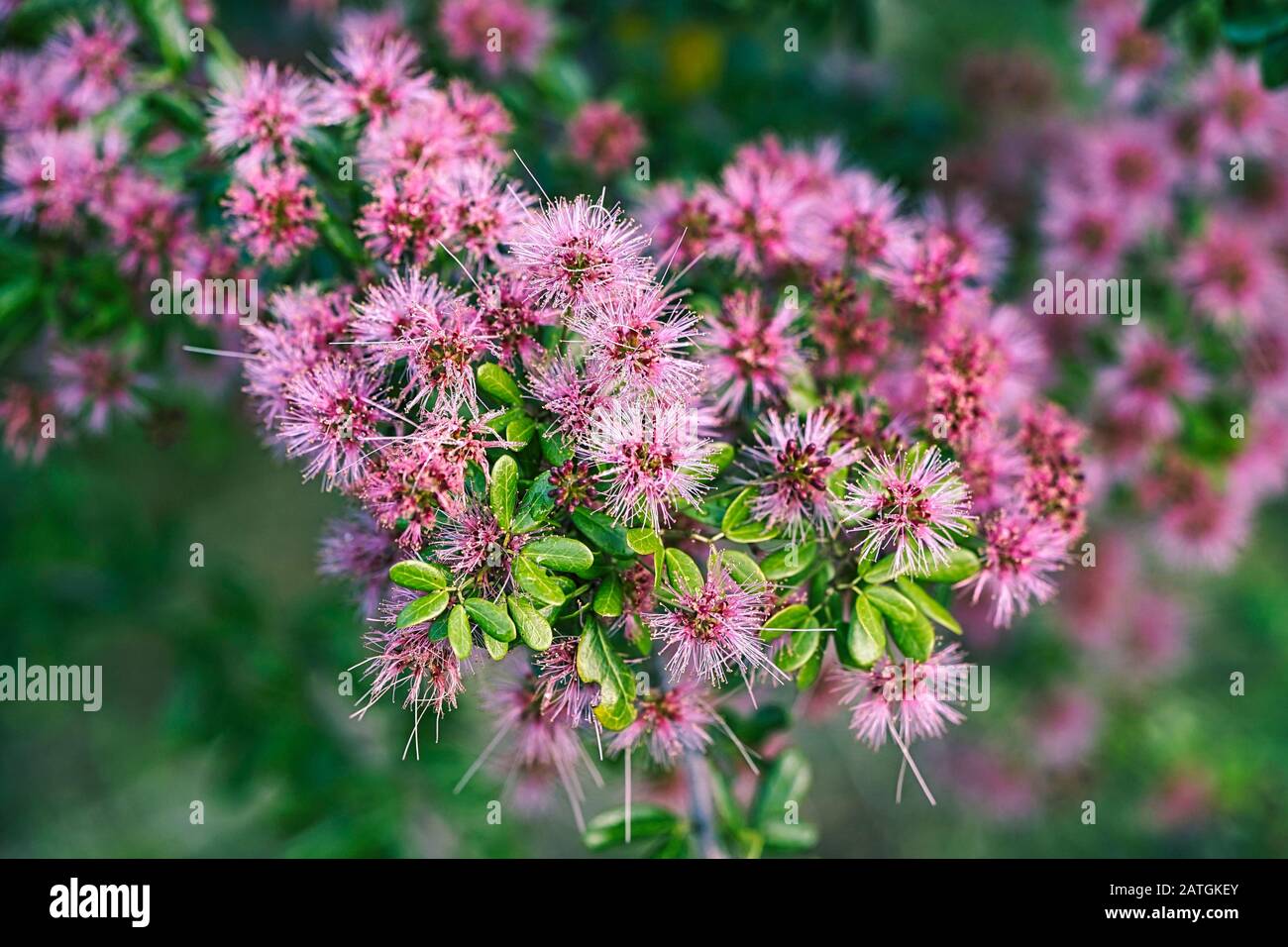Flora cuban flower hi-res stock photography and images - Alamy