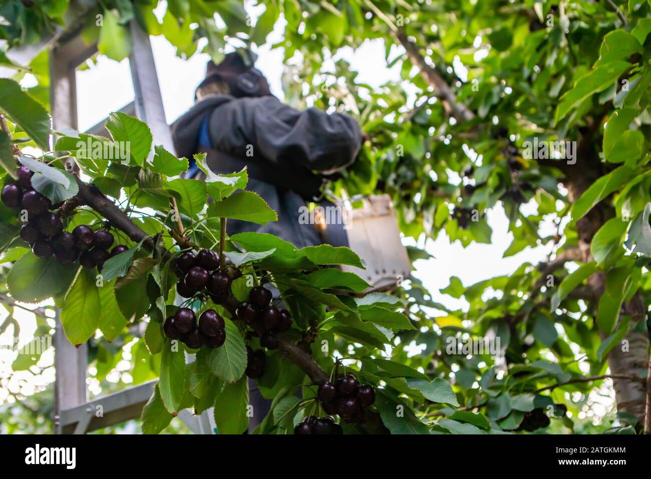 Tree branch with fresh raw cherries. Seasonal cherry-picker worker in ...