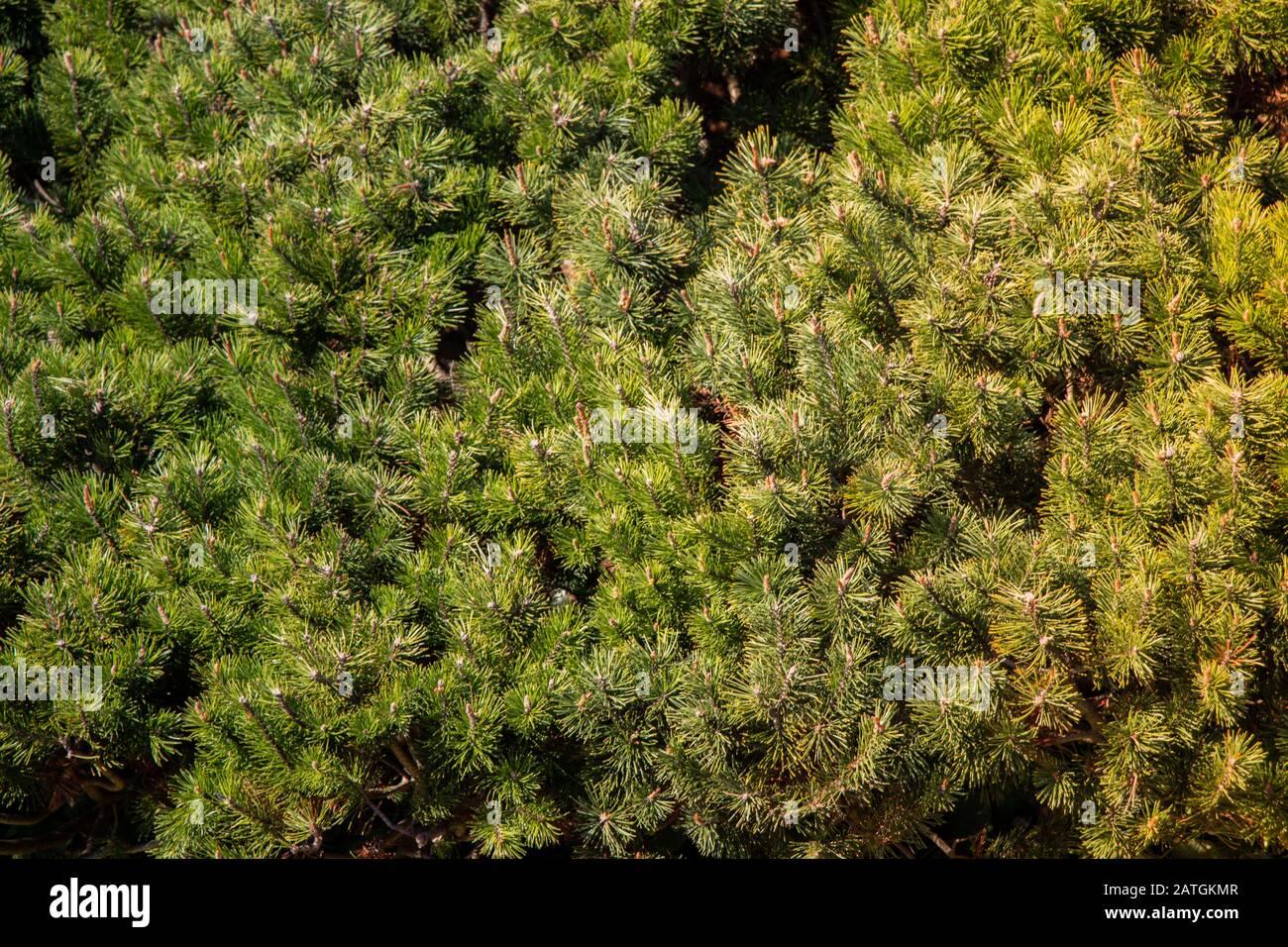 Tree leaves as floral nature background texture Stock Photo - Alamy