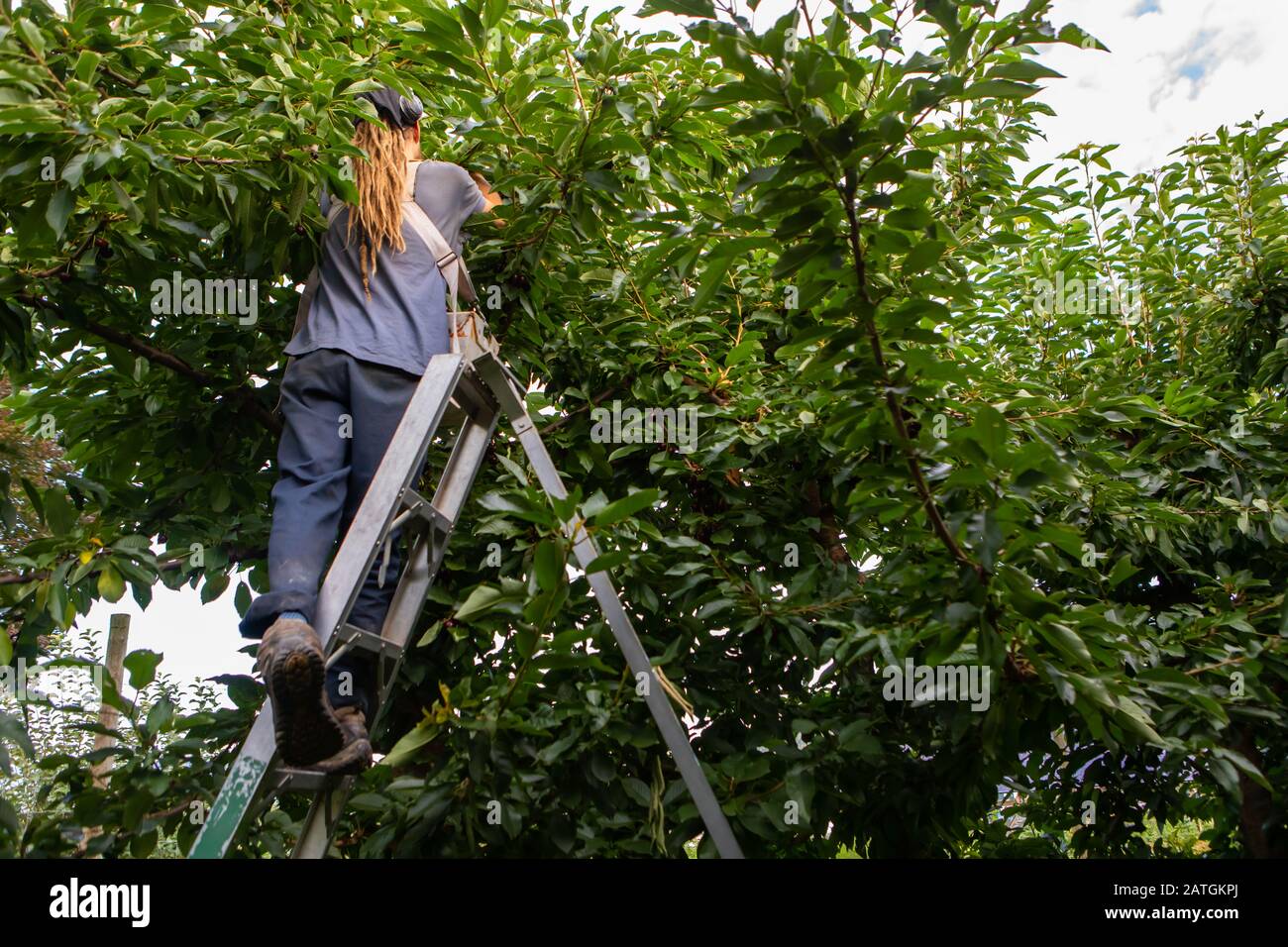Seasonal farm worker at cherry harvest. Cherry-picker stands on the ...
