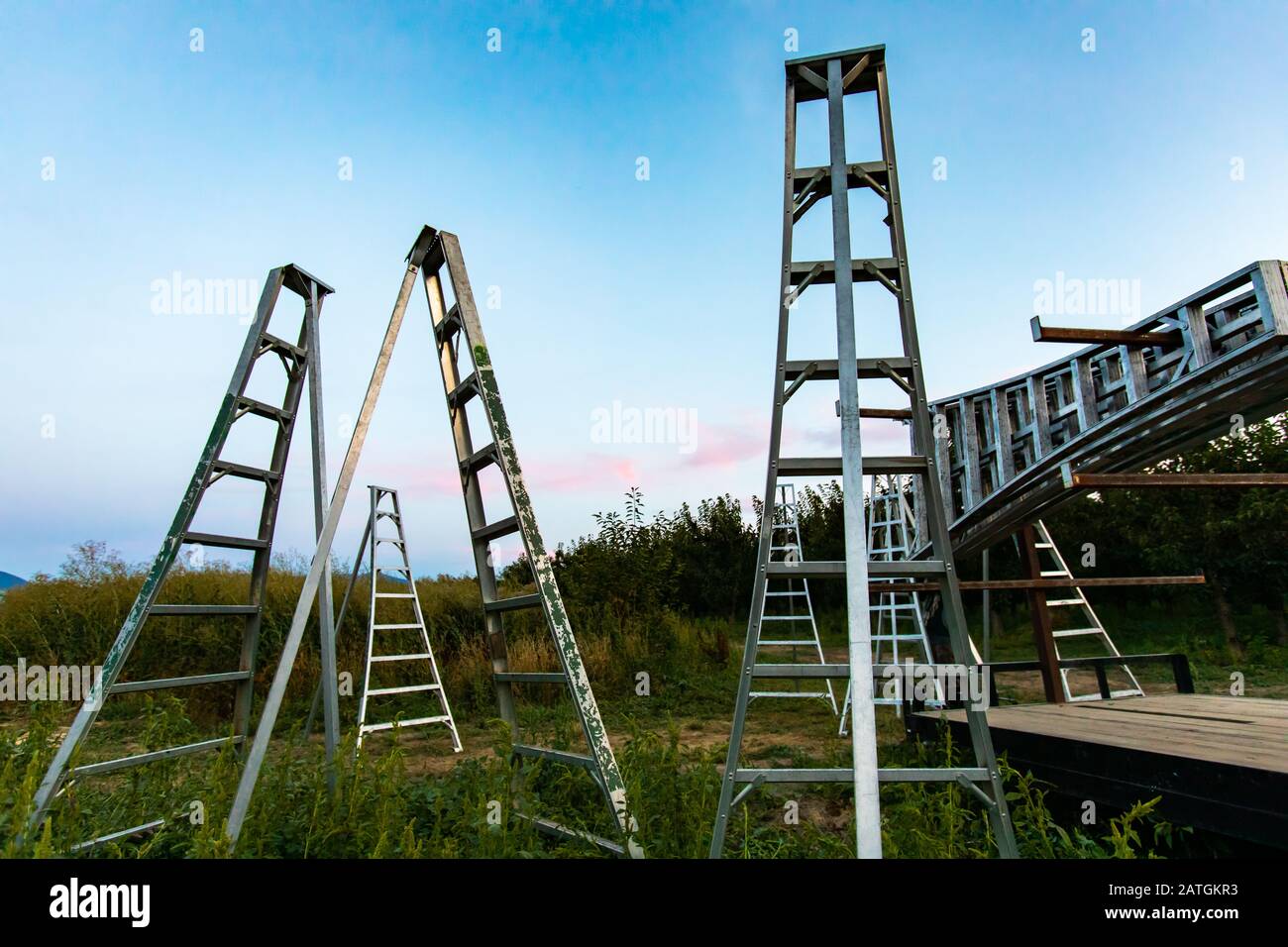 Many tripod fruit picking ladders. Gardening tools and equipment ready ...