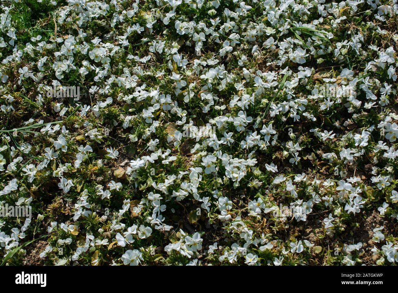 Abstract spring plant texture for natural background. Green Leaf ...
