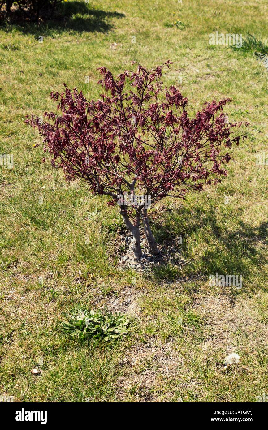 Very young small oak tree in pine forest in summer hi-res stock ...