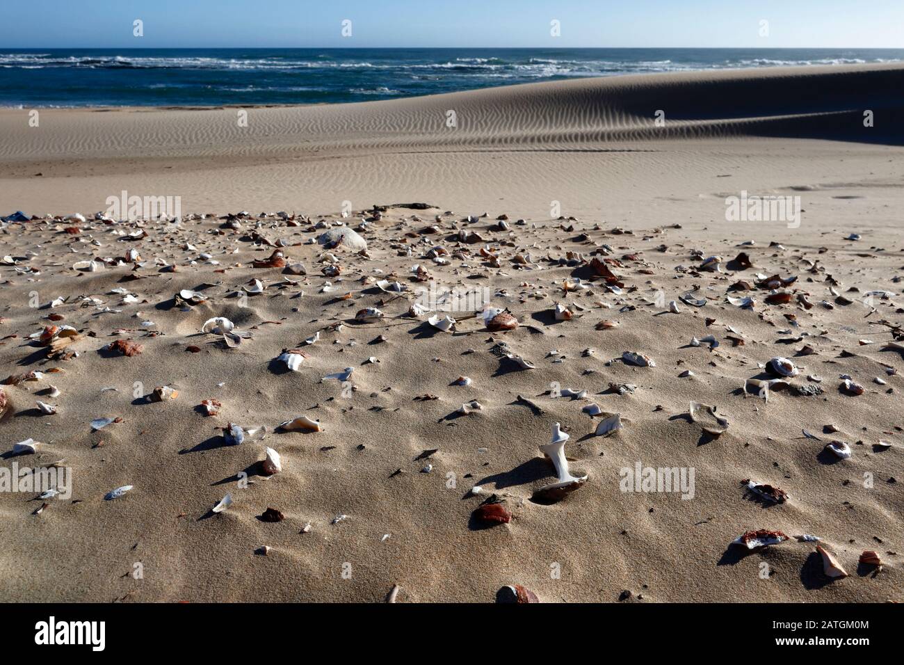 Broken and weathered sea shells exposed by the wind on the dunes of ...