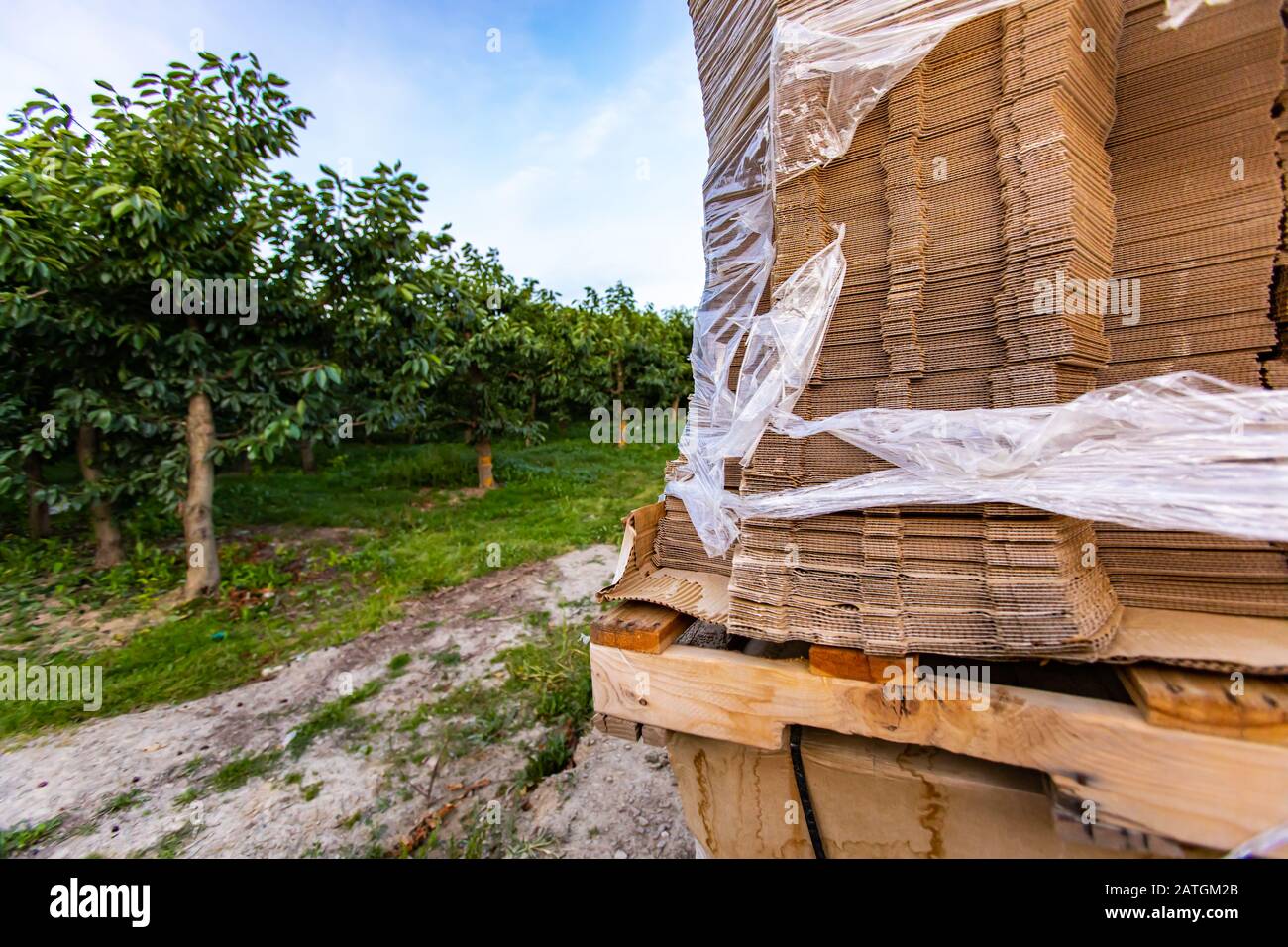 Stack of paper boxes used for the transportation of raw fruits ...