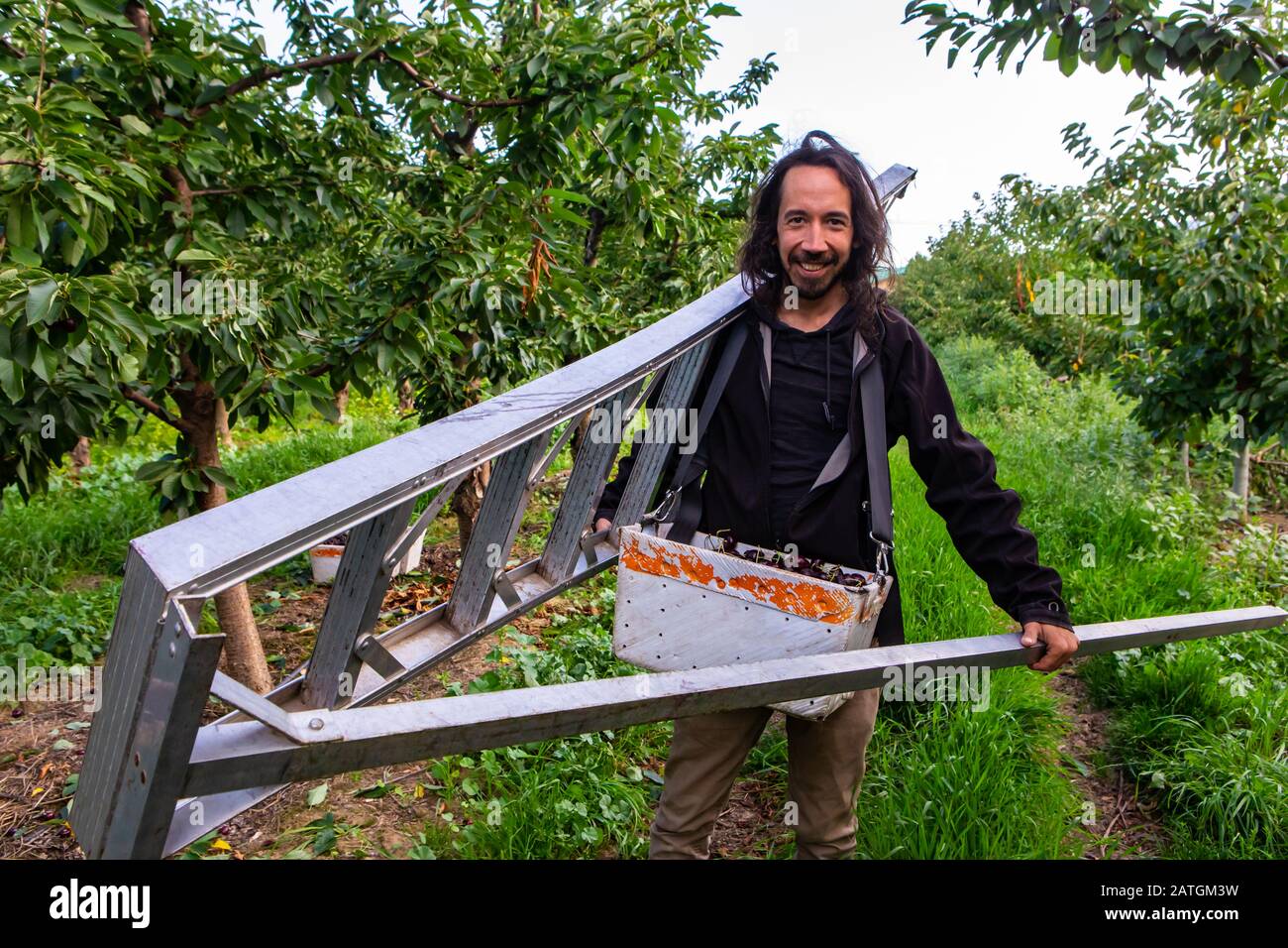 Young male carrying aluminum gardening ladder and walking to pick ...