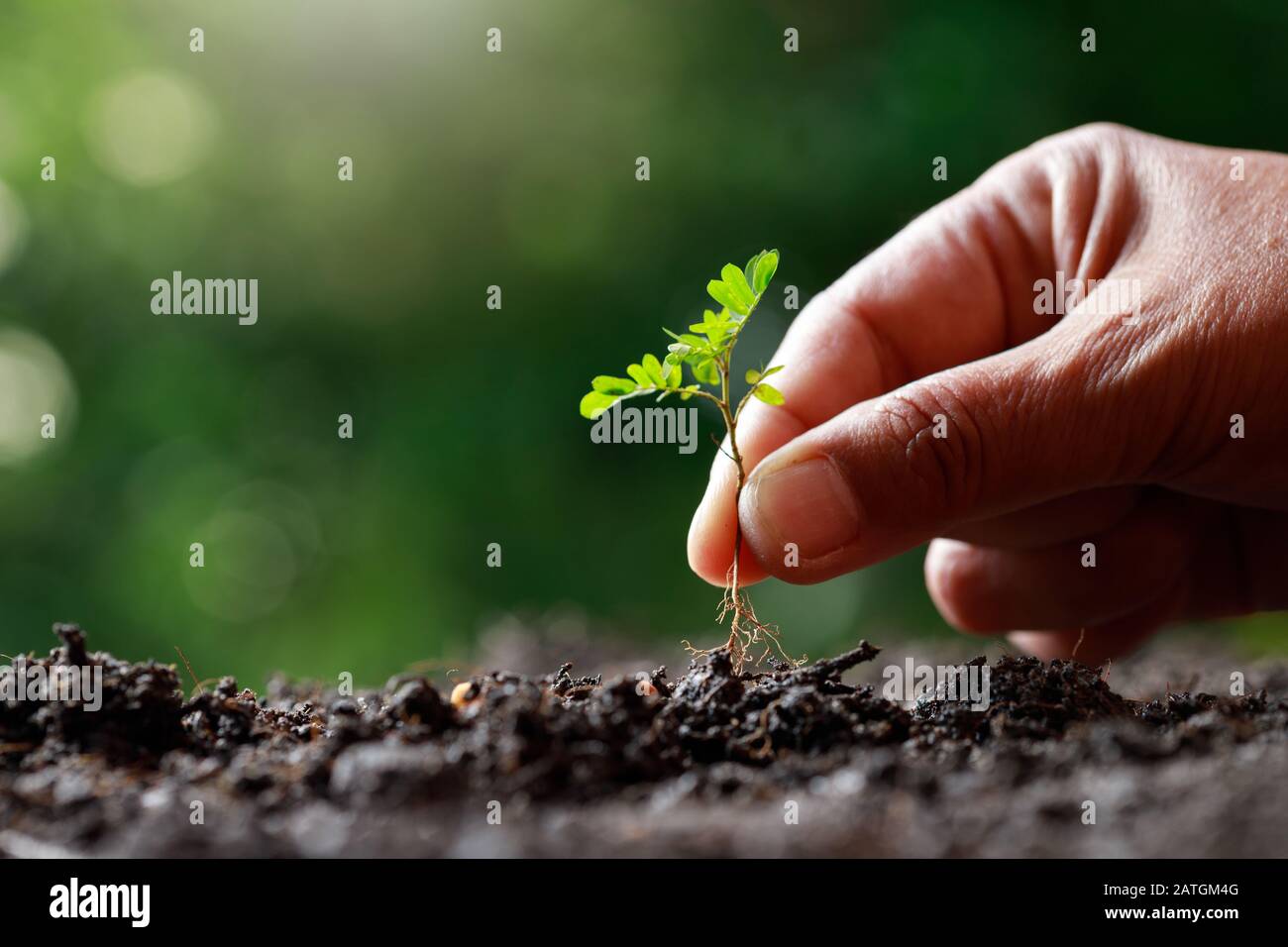 Tamarind sapling hi-res stock photography and images - Alamy