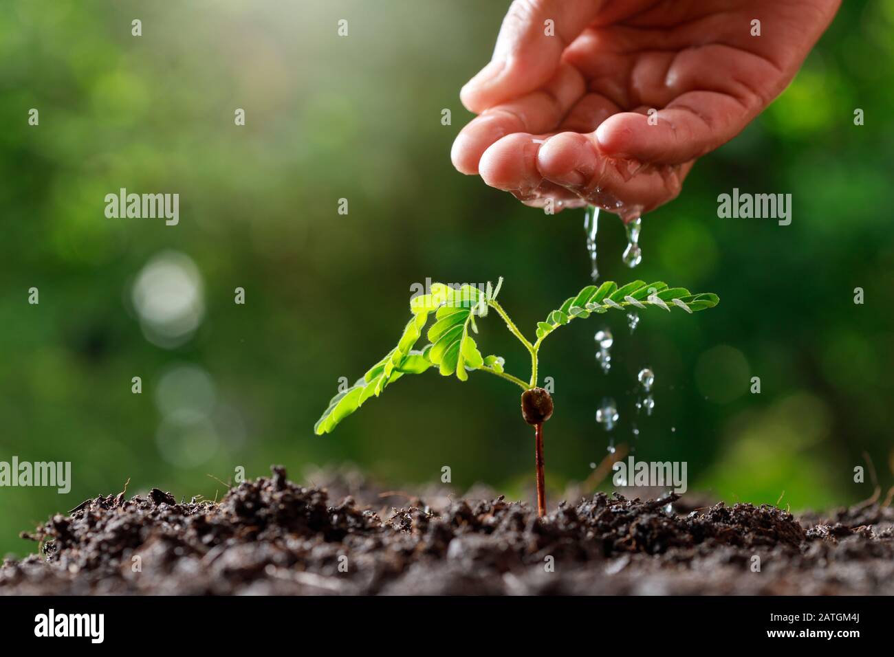 Close up Farmer Hand watering young baby plants (tamarind tree Stock ...