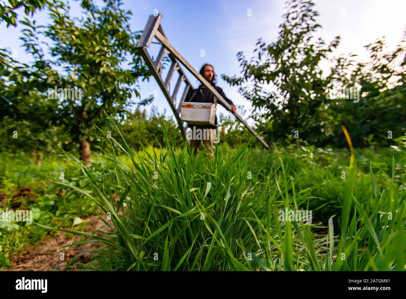 Cherry Picker Fruit High Resolution Stock Photography and Images - Alamy