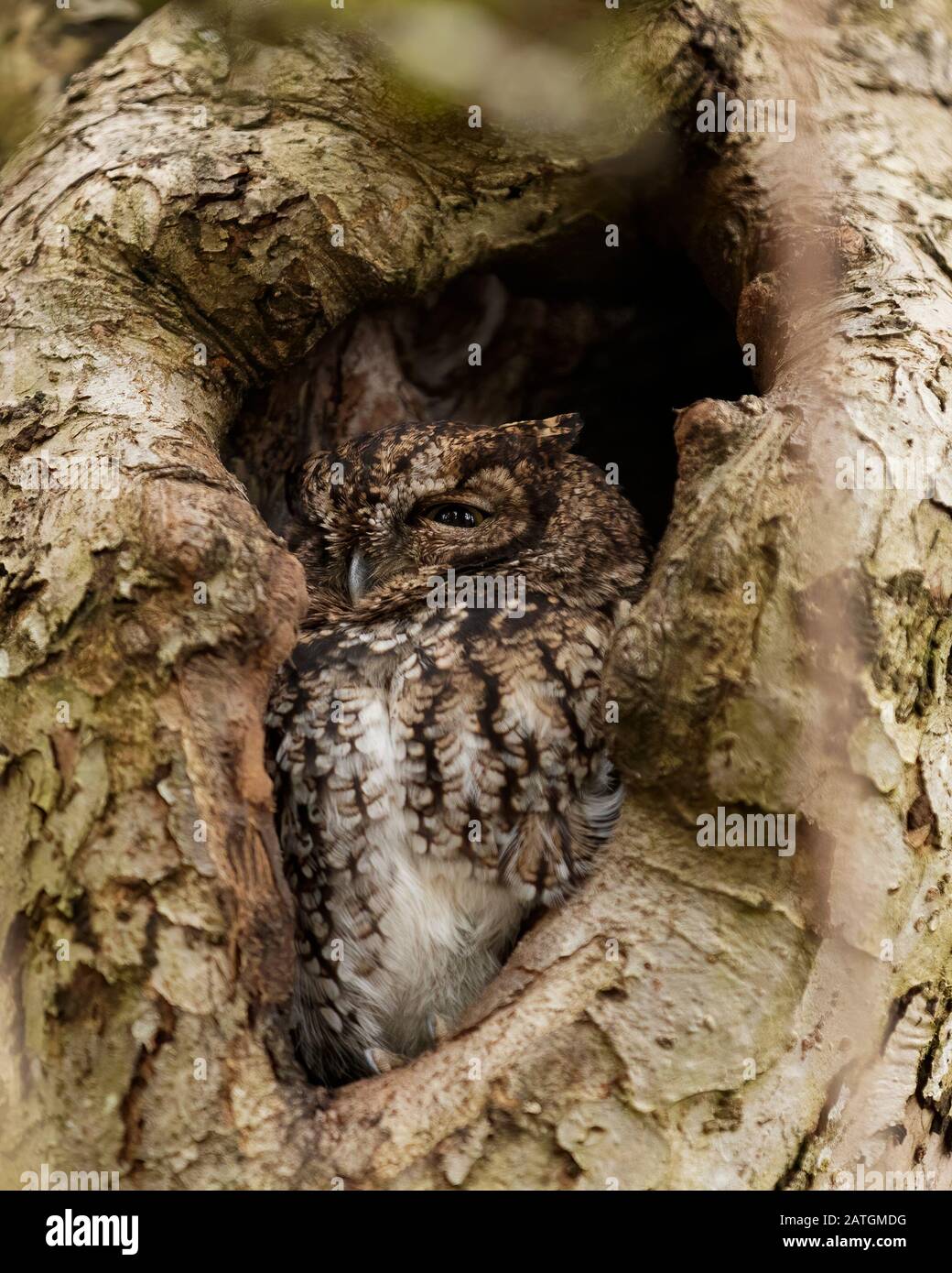 Owl roosting hi-res stock photography and images - Alamy