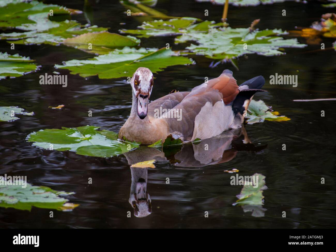Goose pads hi-res stock photography and images - Alamy