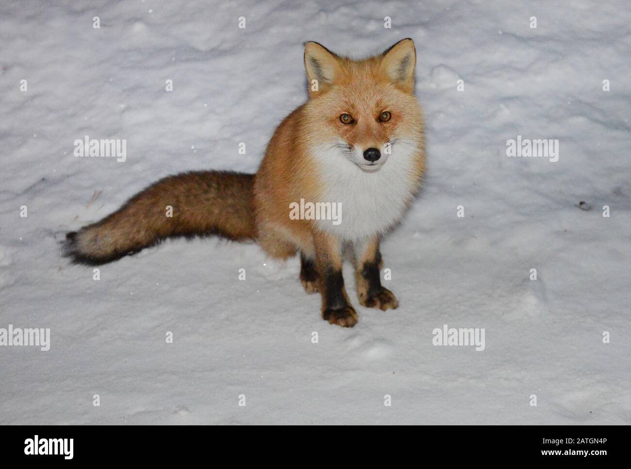 Ezo red fox in the snow in Hokkaido, Japan Stock Photo - Alamy