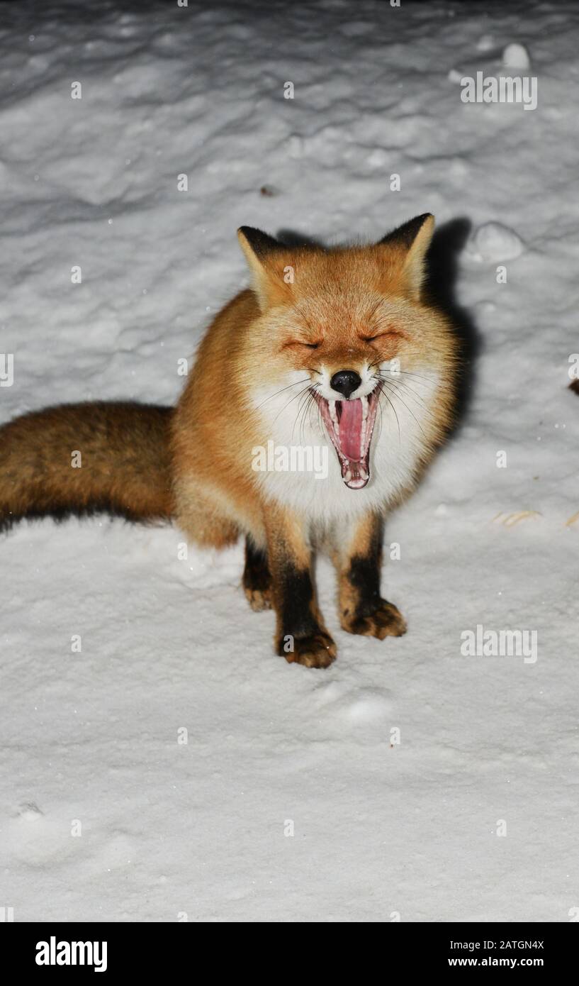 Ezo red fox hi-res stock photography and images - Alamy