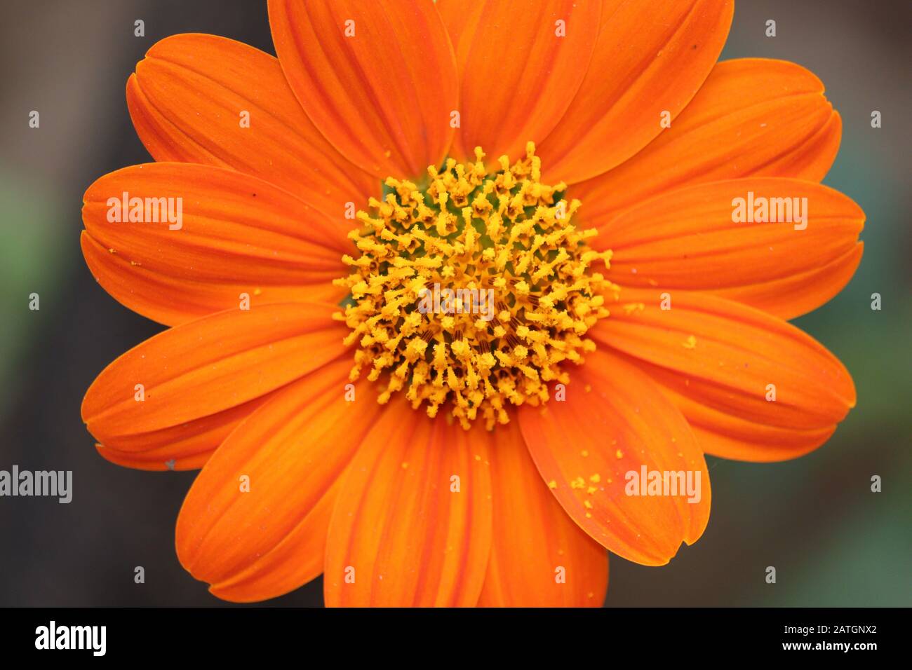 Micro flower photography hi-res stock photography and images - Alamy