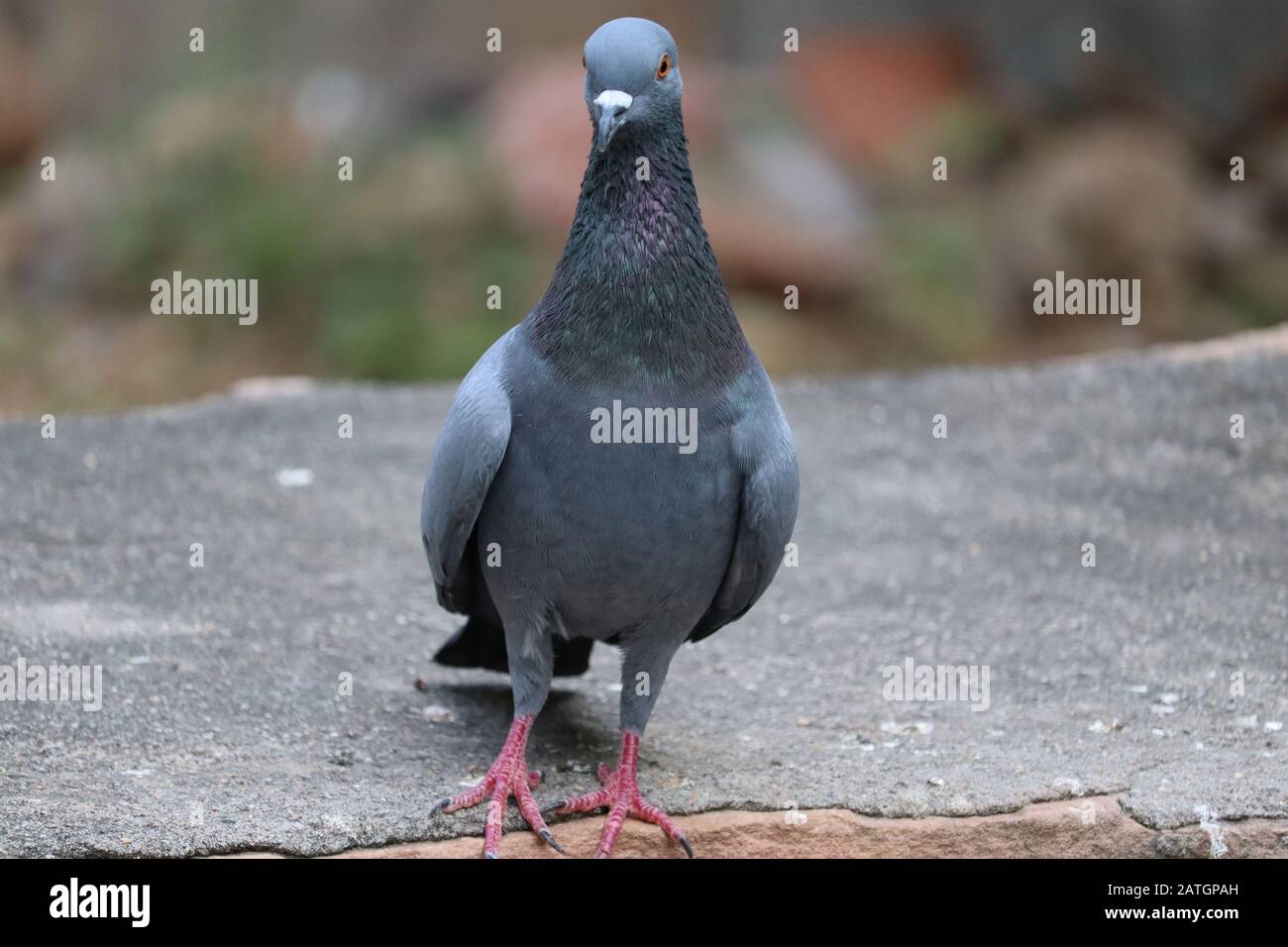 Pigeon flying in background hi-res stock photography and images - Alamy