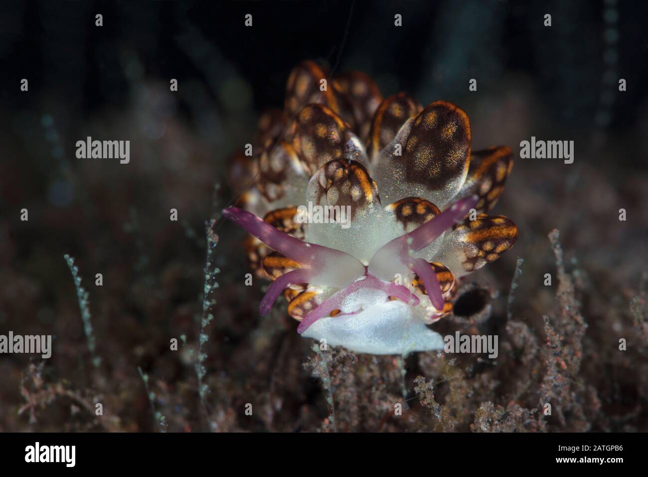 Butterfly nudibranch hi-res stock photography and images - Alamy