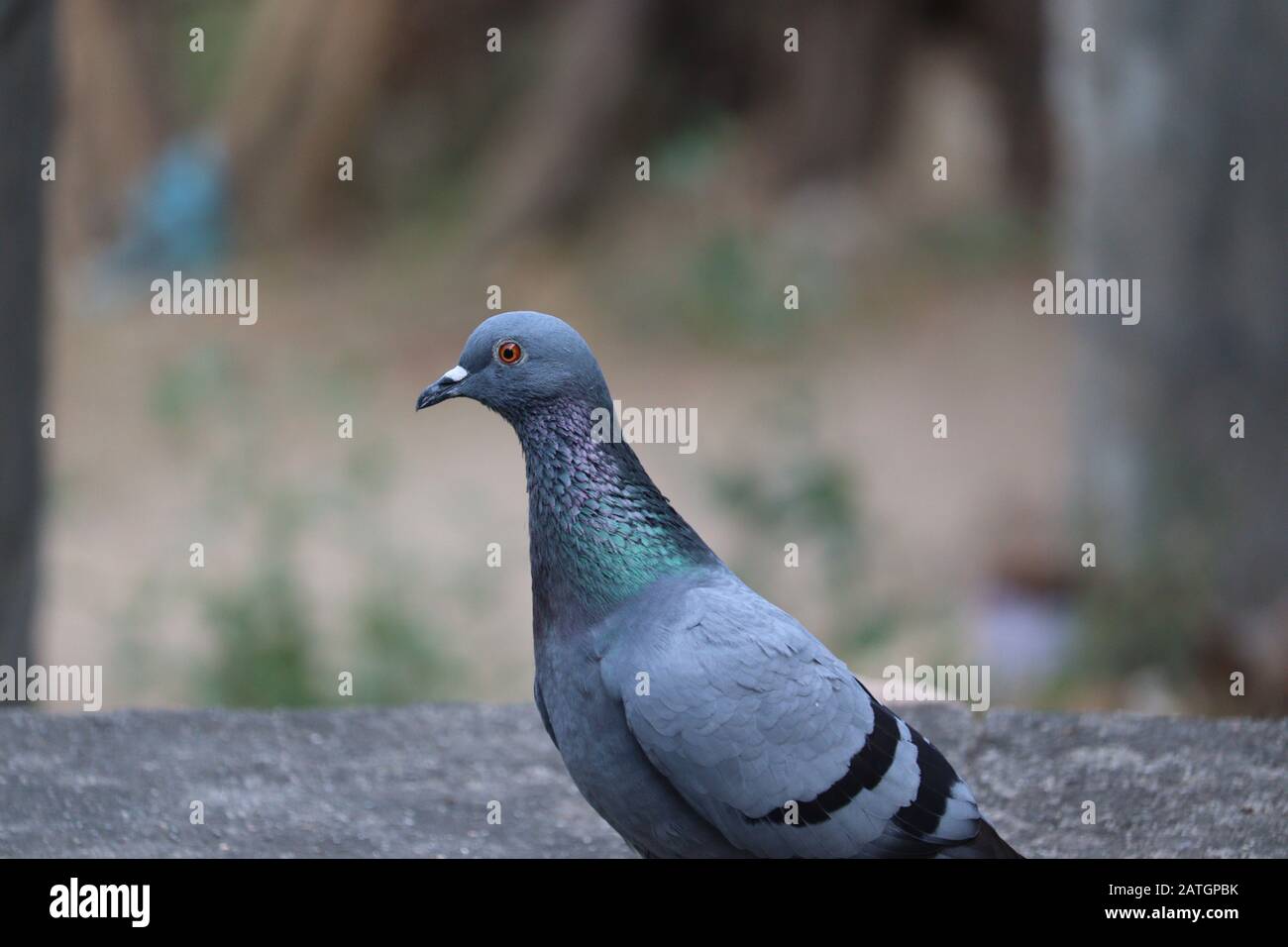 A pigeon is waiting for food ,outdoor birds Stock Photo - Alamy