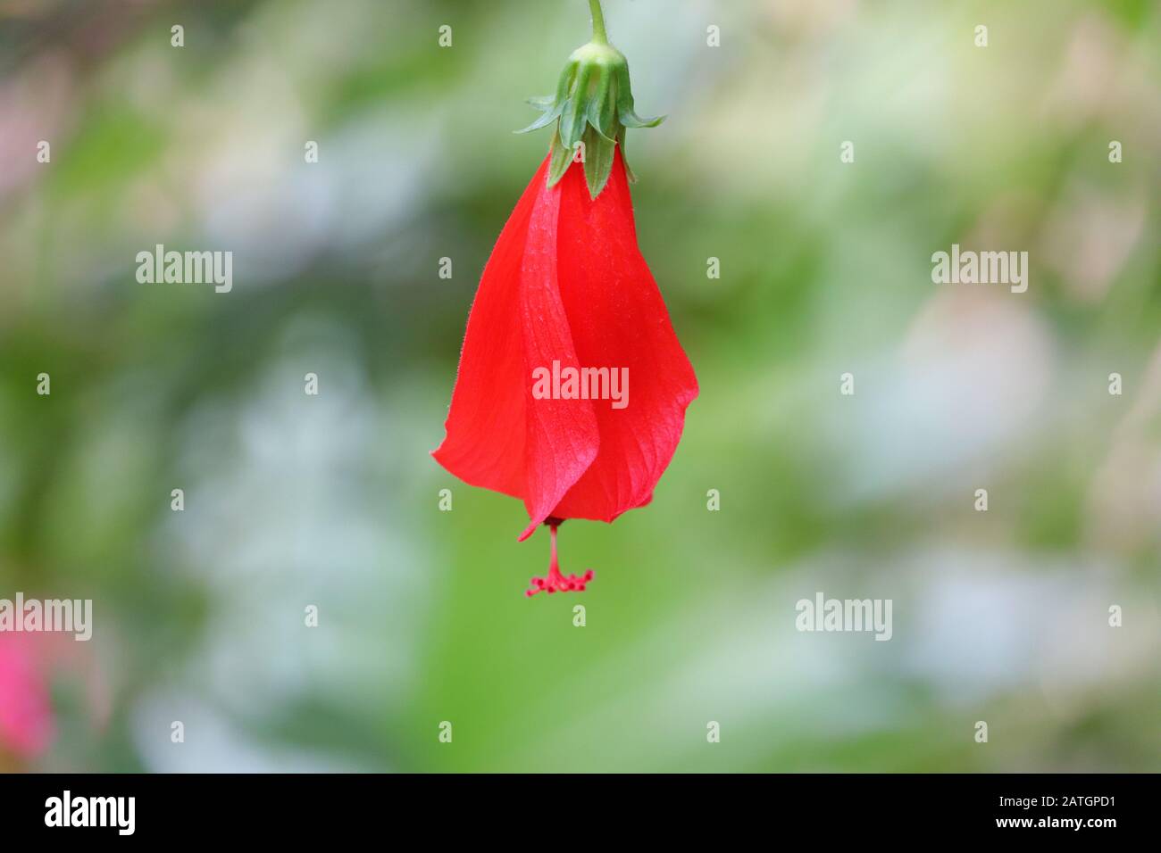 natural red chili hibiscus flower in nature , outdoor flowers Stock ...