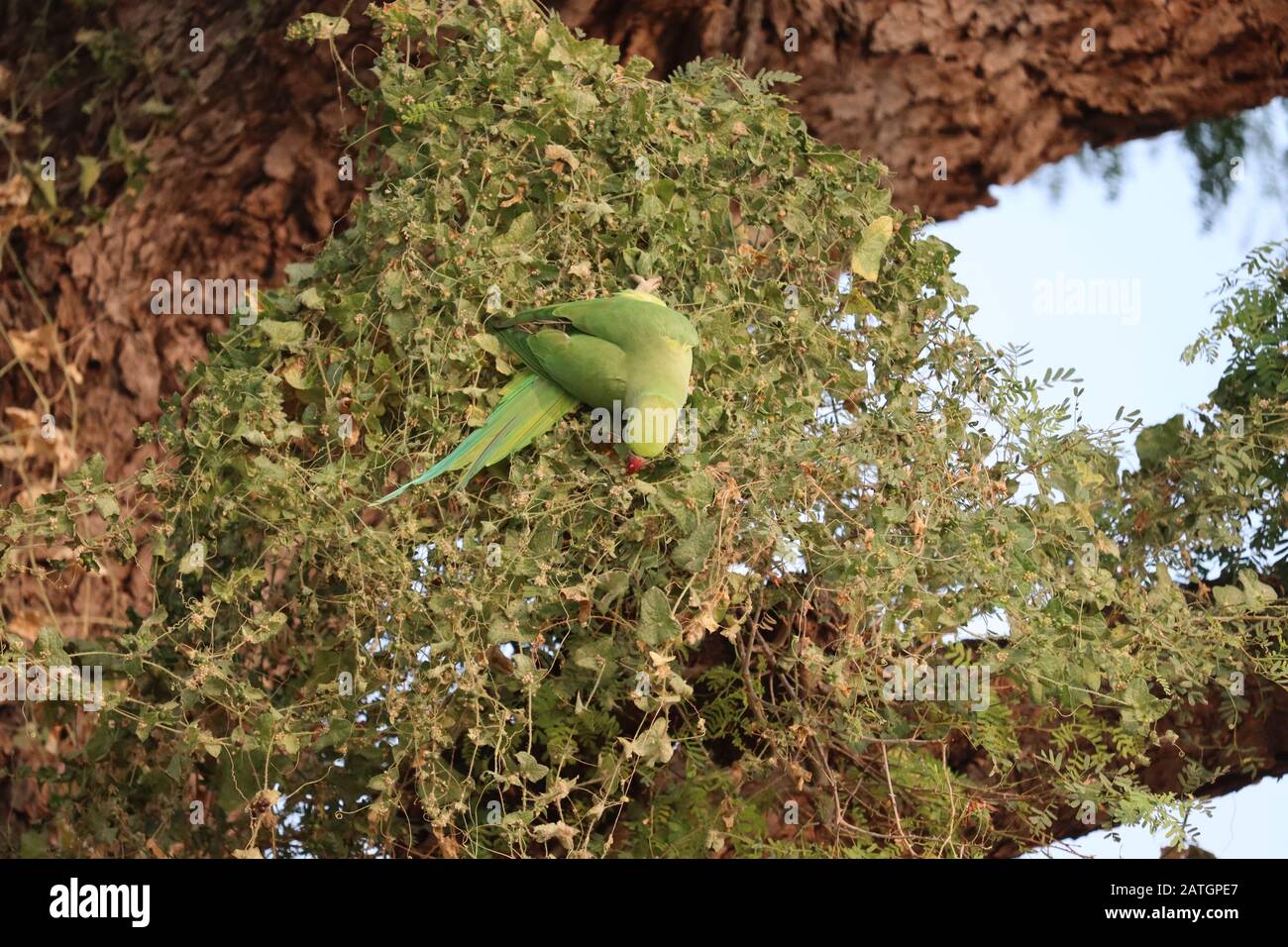 Green parrot wild green parrots hi-res stock photography and images - Alamy