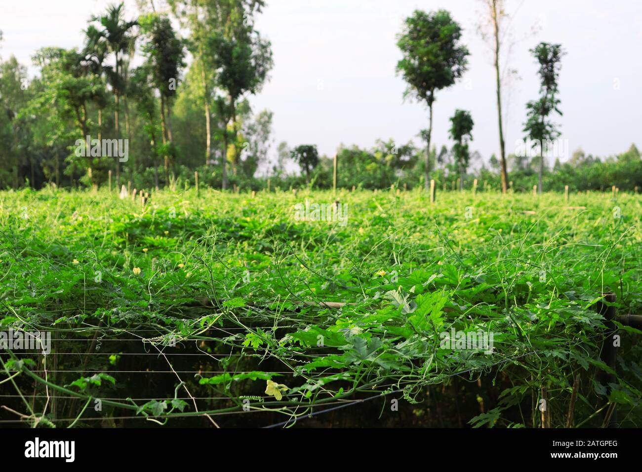 Gourd field hi-res stock photography and images - Alamy