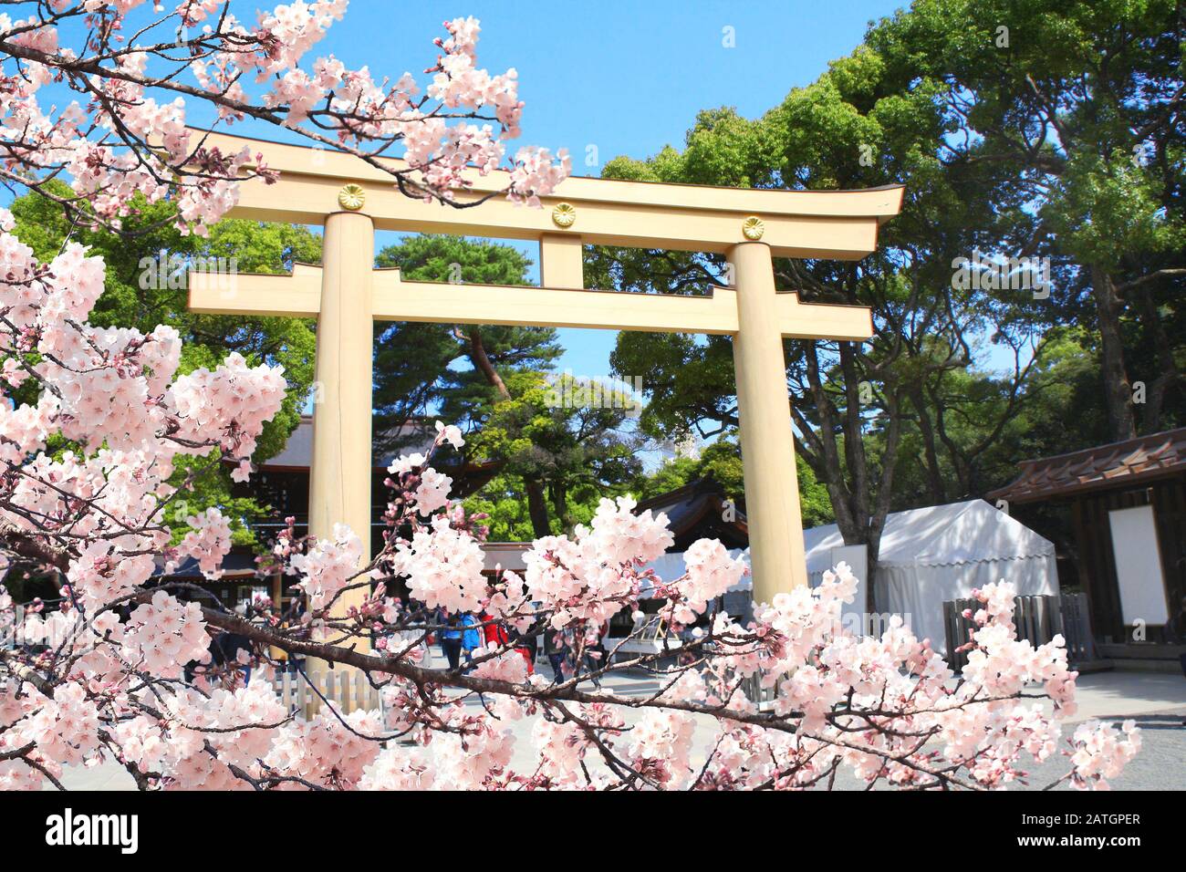 Torii gate and blooming sakura branch in Meiji Jingu, Tokyo. Sakura ...