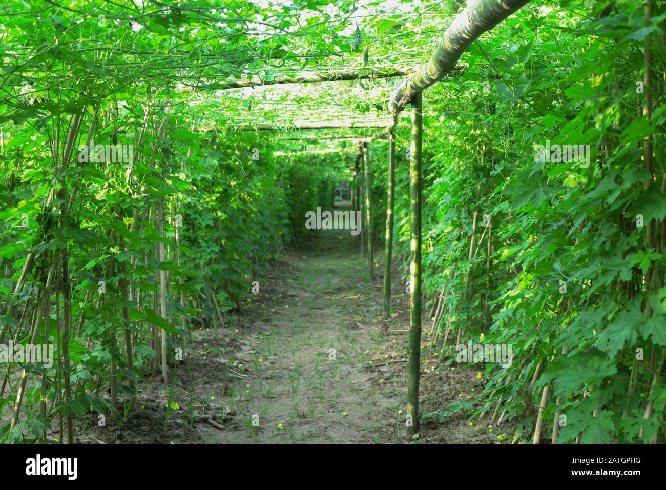 Inside the bitter gourd field with road Stock Photo - Alamy