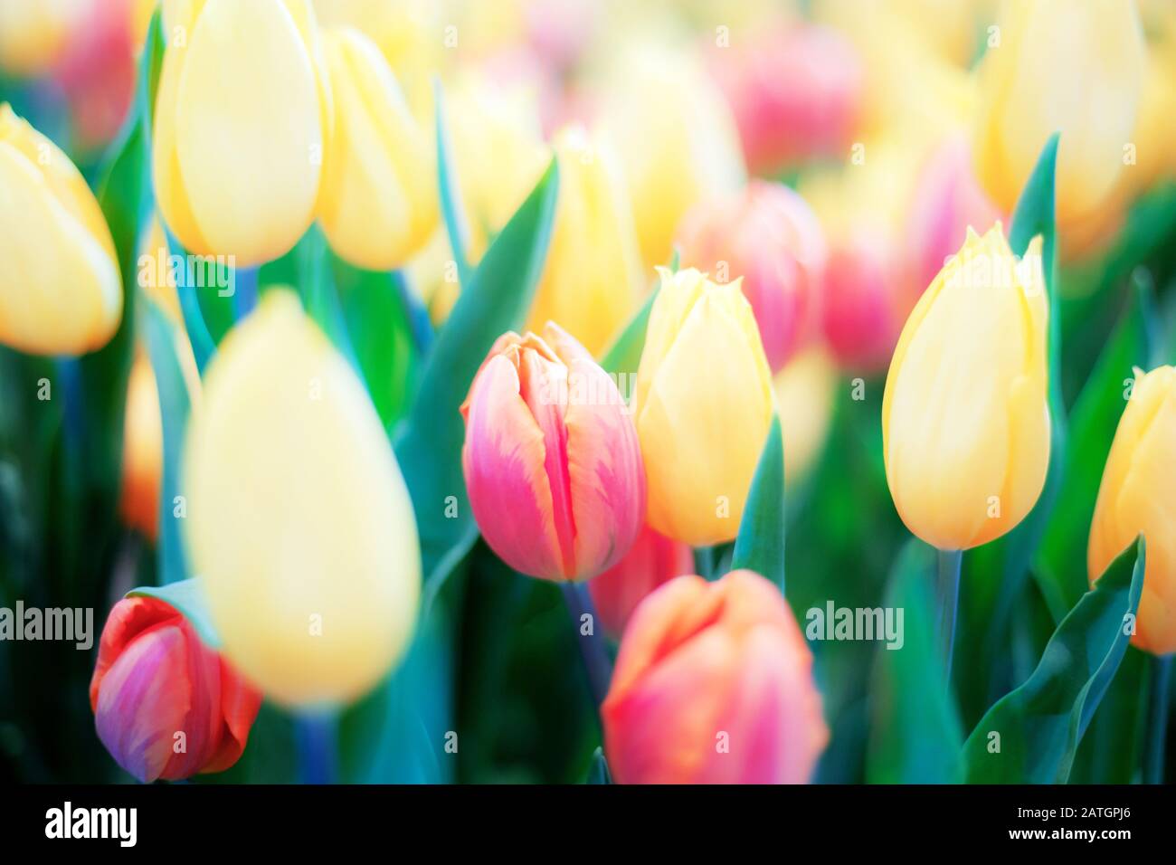 Tulip flower with beautiful in the winter Stock Photo - Alamy