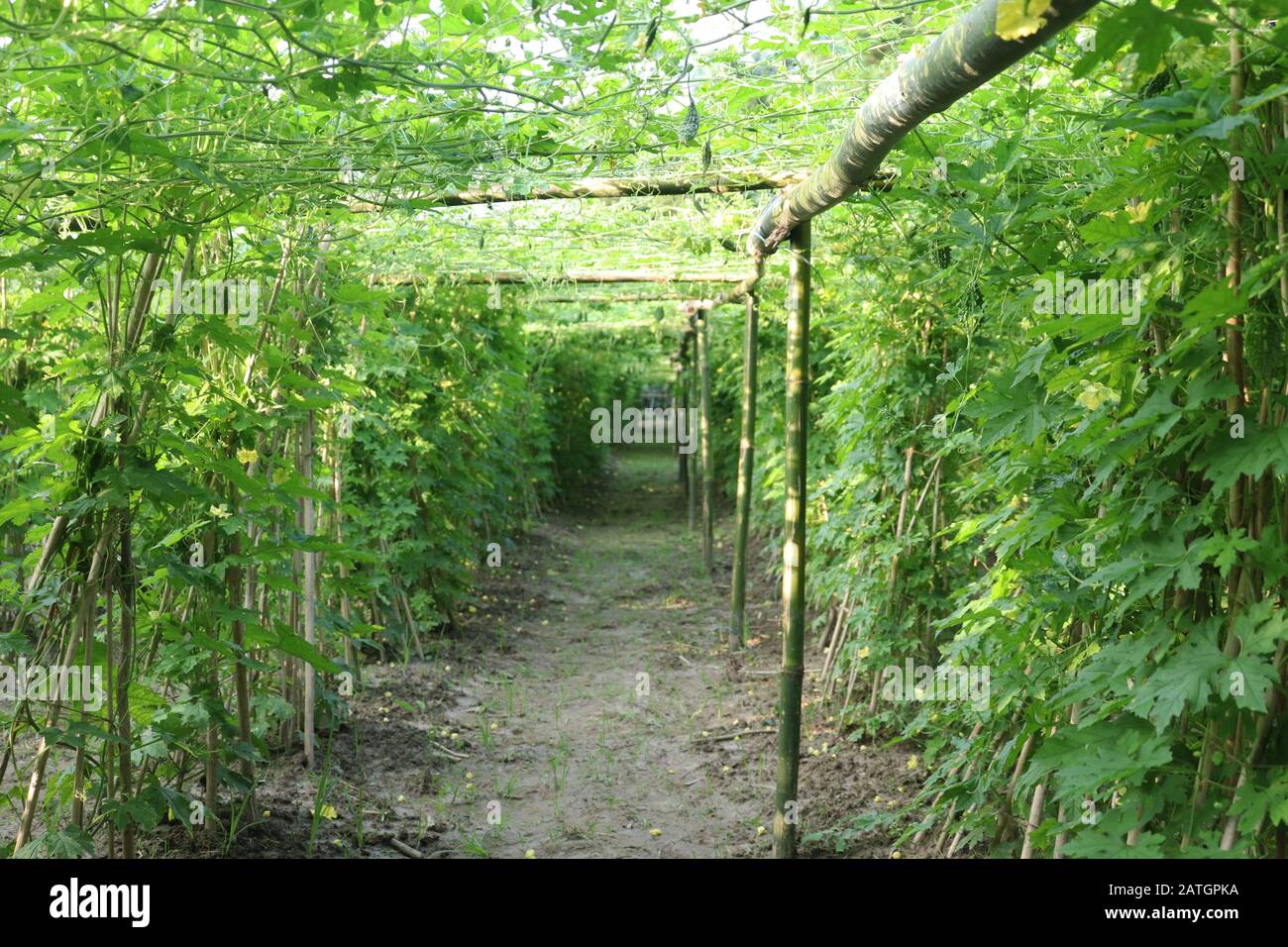 Inside the bitter gourd field with road Stock Photo - Alamy