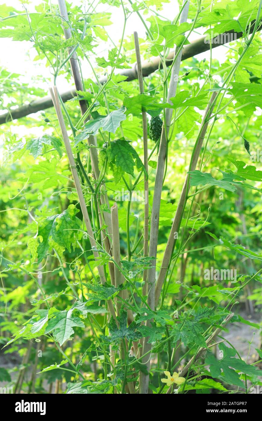 Gourd tree hi-res stock photography and images - Alamy