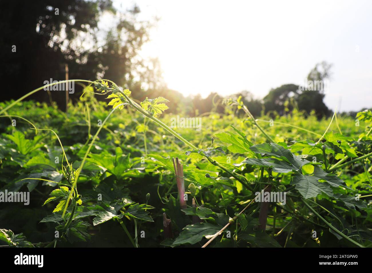 Gourd field hi-res stock photography and images - Alamy