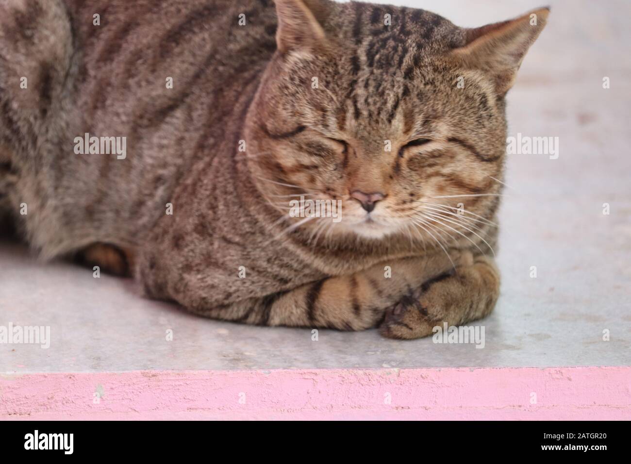 Cat grass feeding domestic hi-res stock photography and images - Alamy