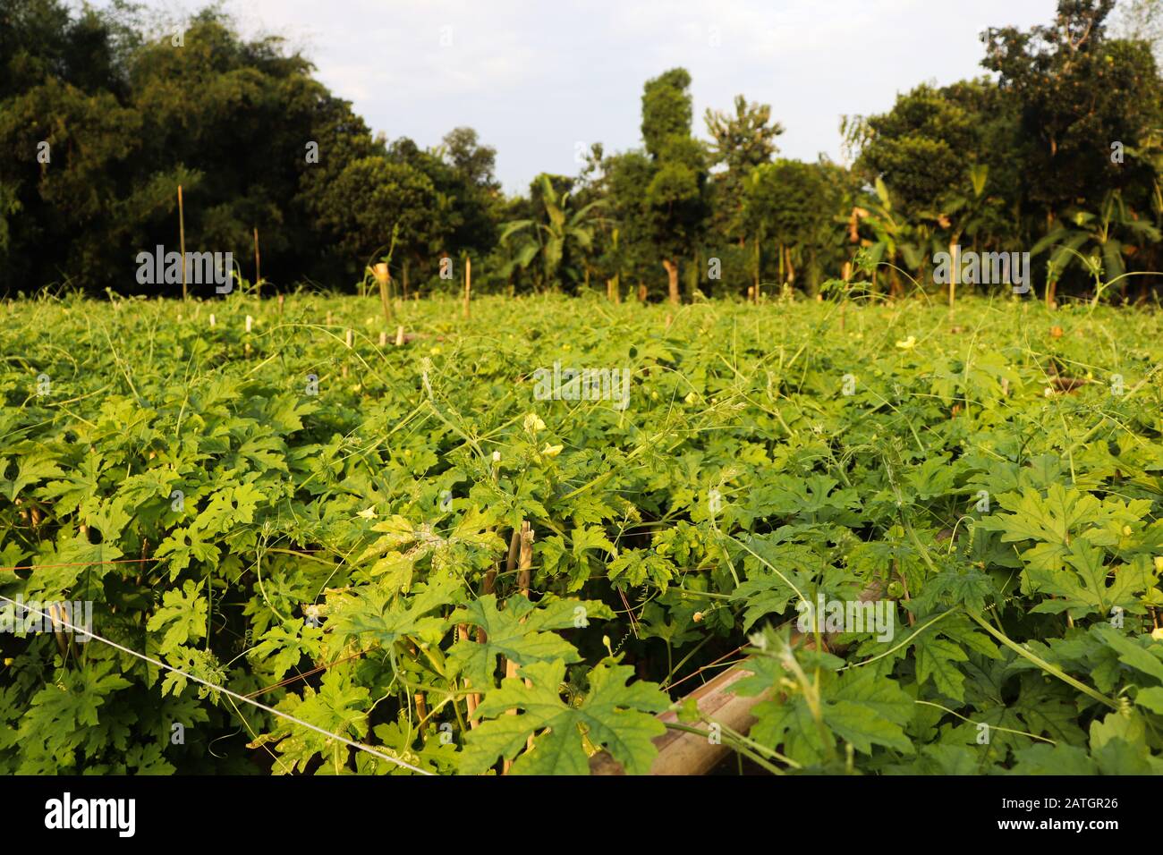 Bitter gourd field and sky. Green bitter gourd field Stock Photo - Alamy